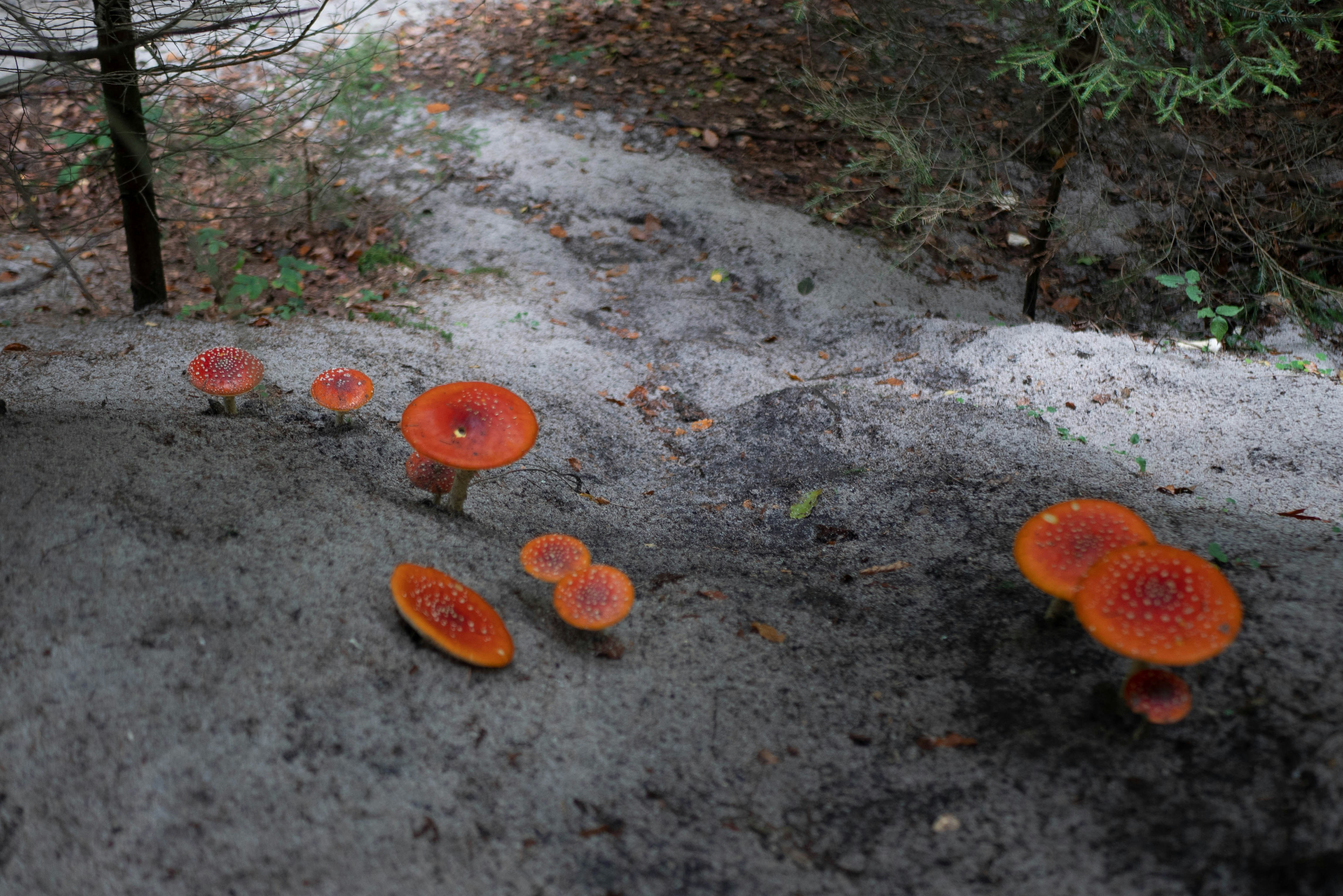 Bright orange mushrooms emerge from a damp, mossy rock surface, creating a small cluster that draws the eye along the gritty texture of the stone.