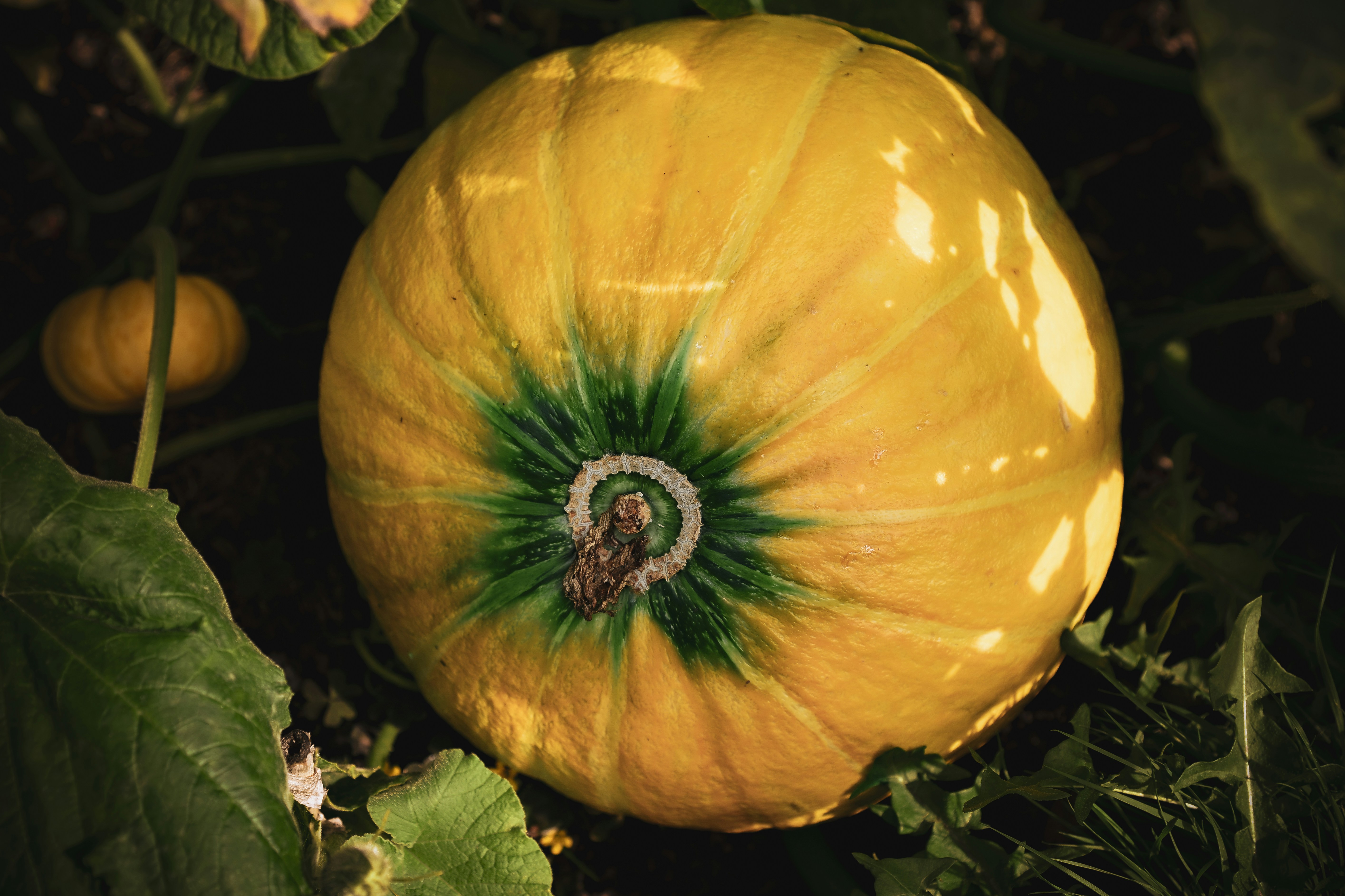 Golden Pumpkin Glow: A Harvested Accent Shaped by Green Ringed Stem