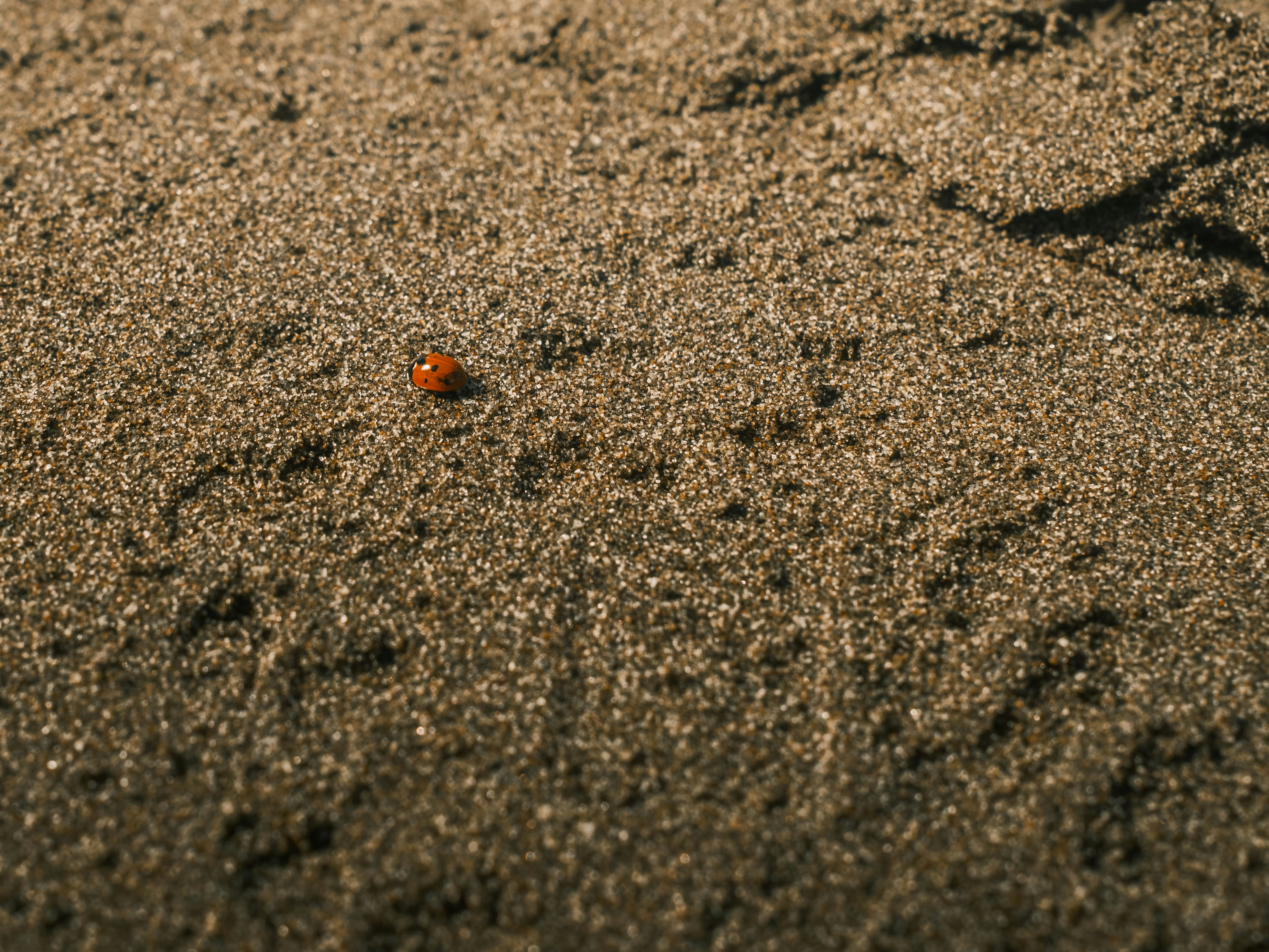 A lone orange beetle carves a shadow on sunlit sand