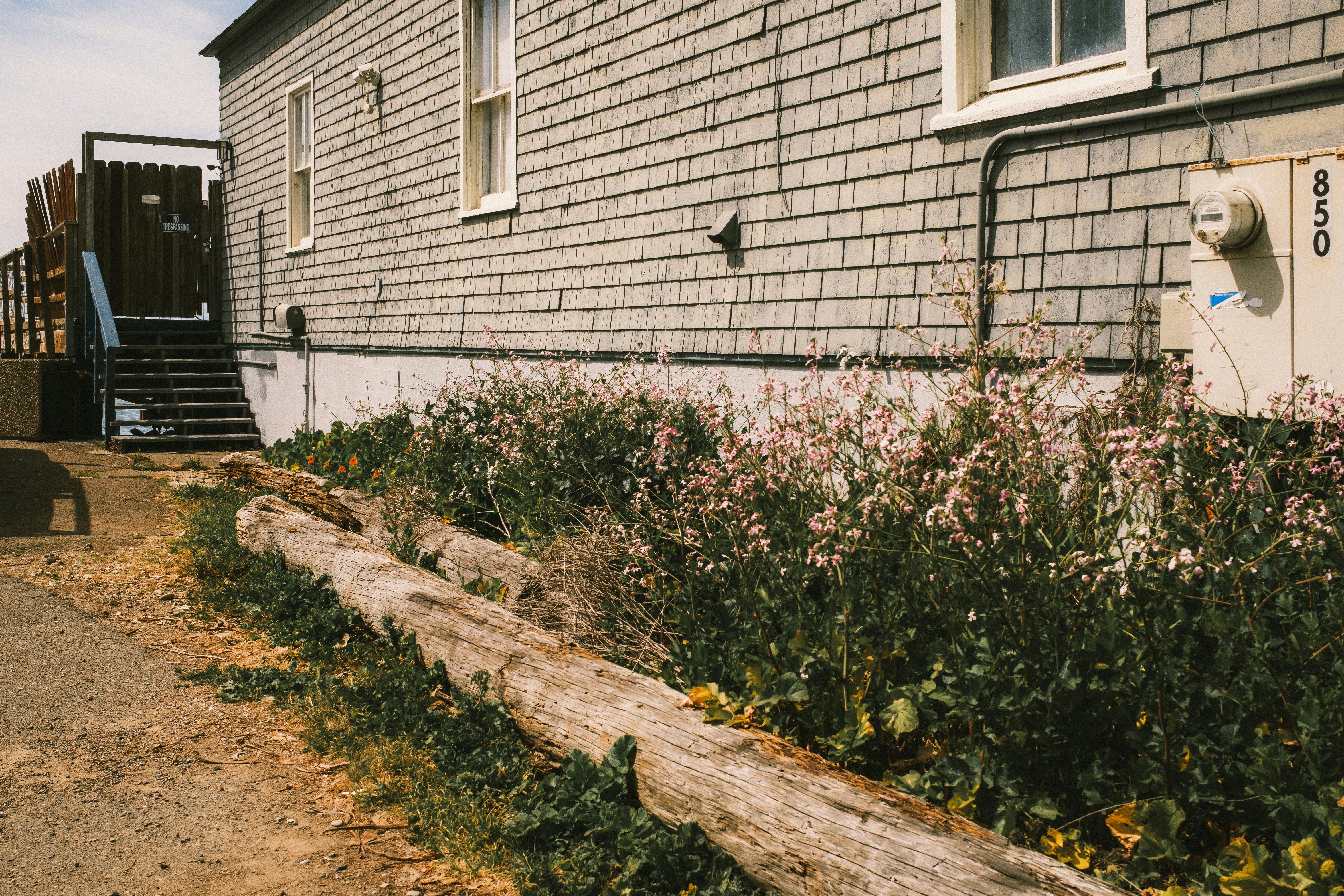 Clinic of Pink Blooms: A Quiet Side Yard Along Shingle Walls