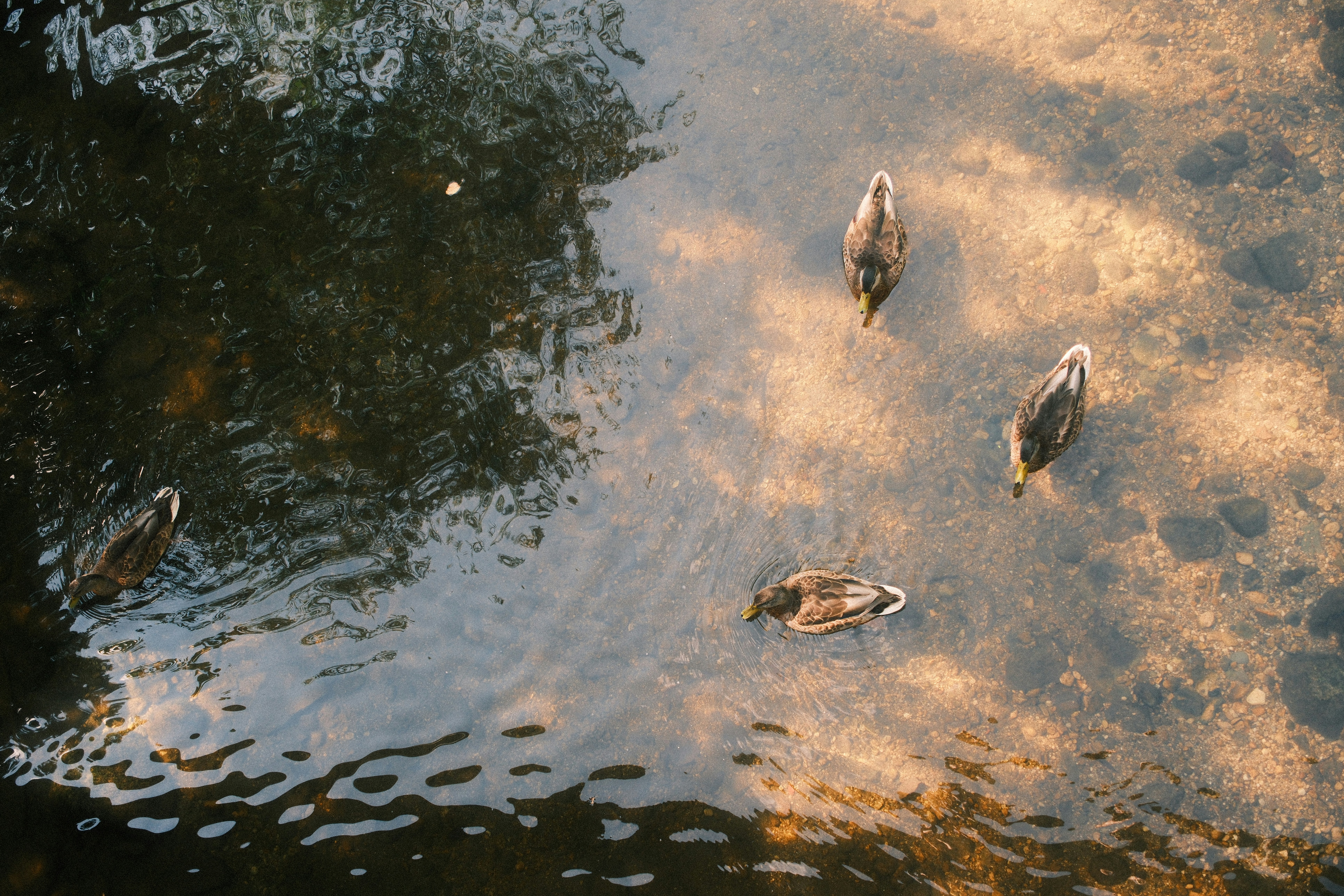 Three Davids: Aerial View of Ducks in Quiet Pond Light