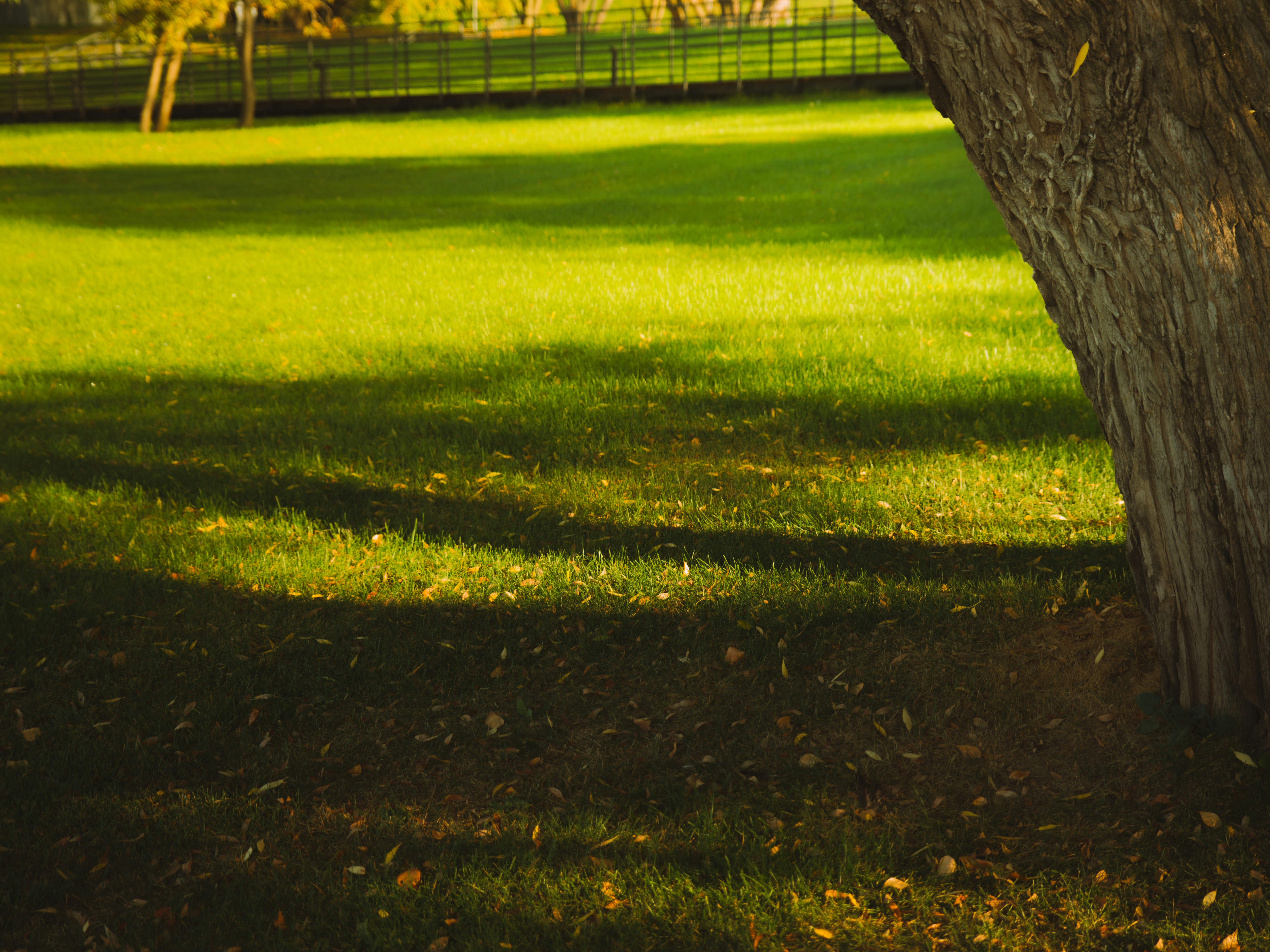 Sunlit Edge: A Trunk Framing a Quiet Park