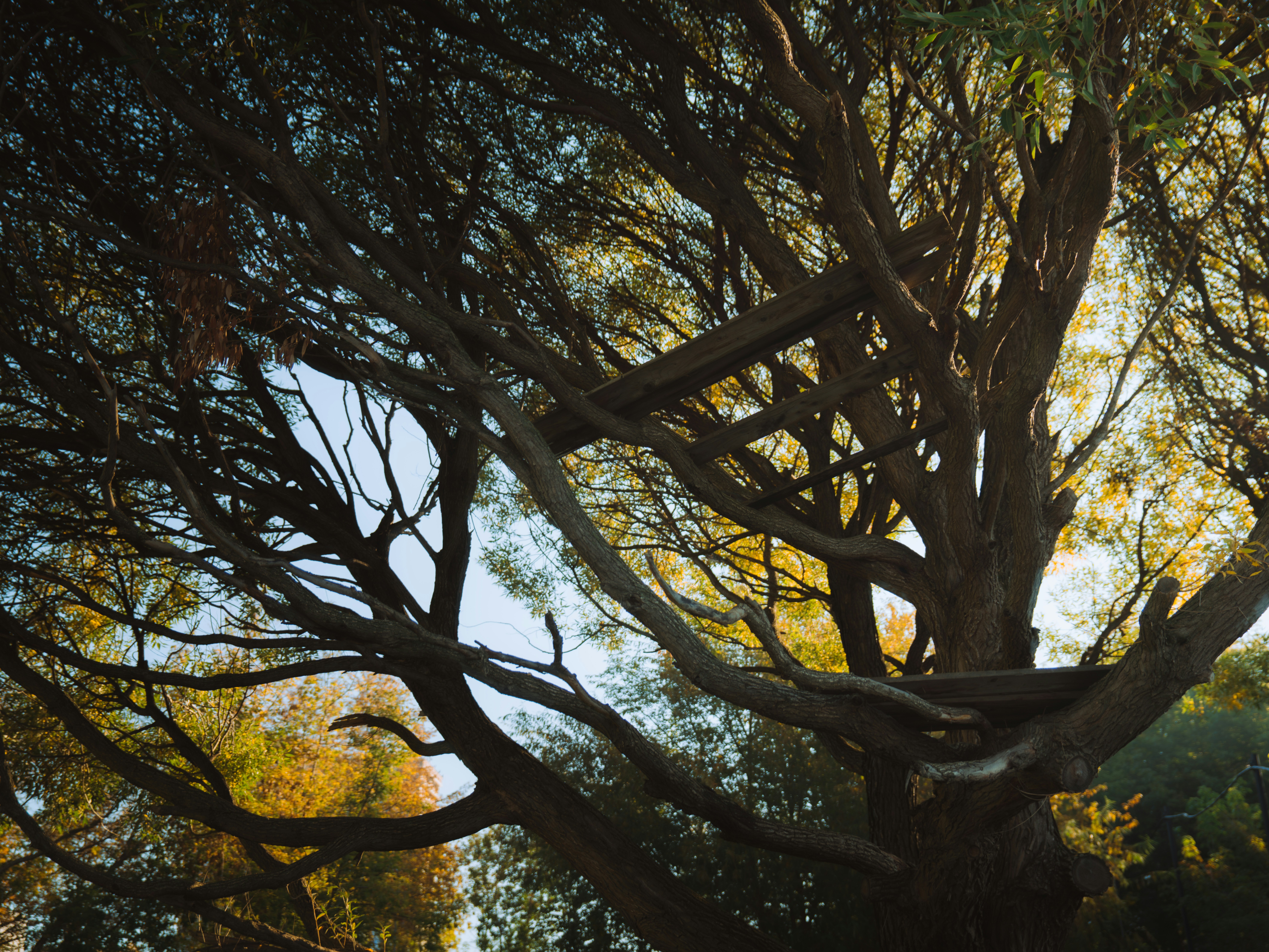 Whispering Giants: A Sunlit Canopy of Interwoven Branches