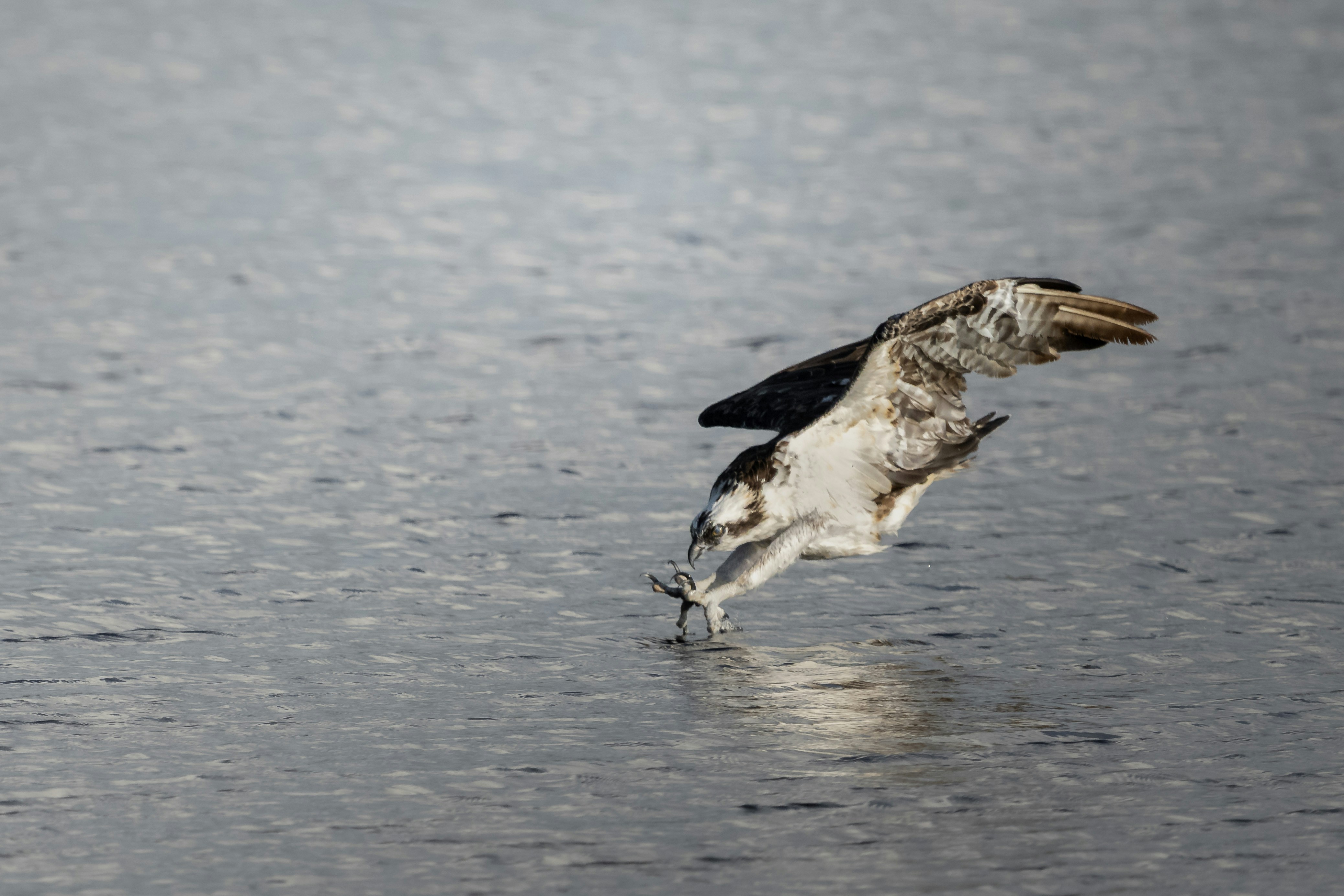 Sleek dive: osprey skimming the water for a catch