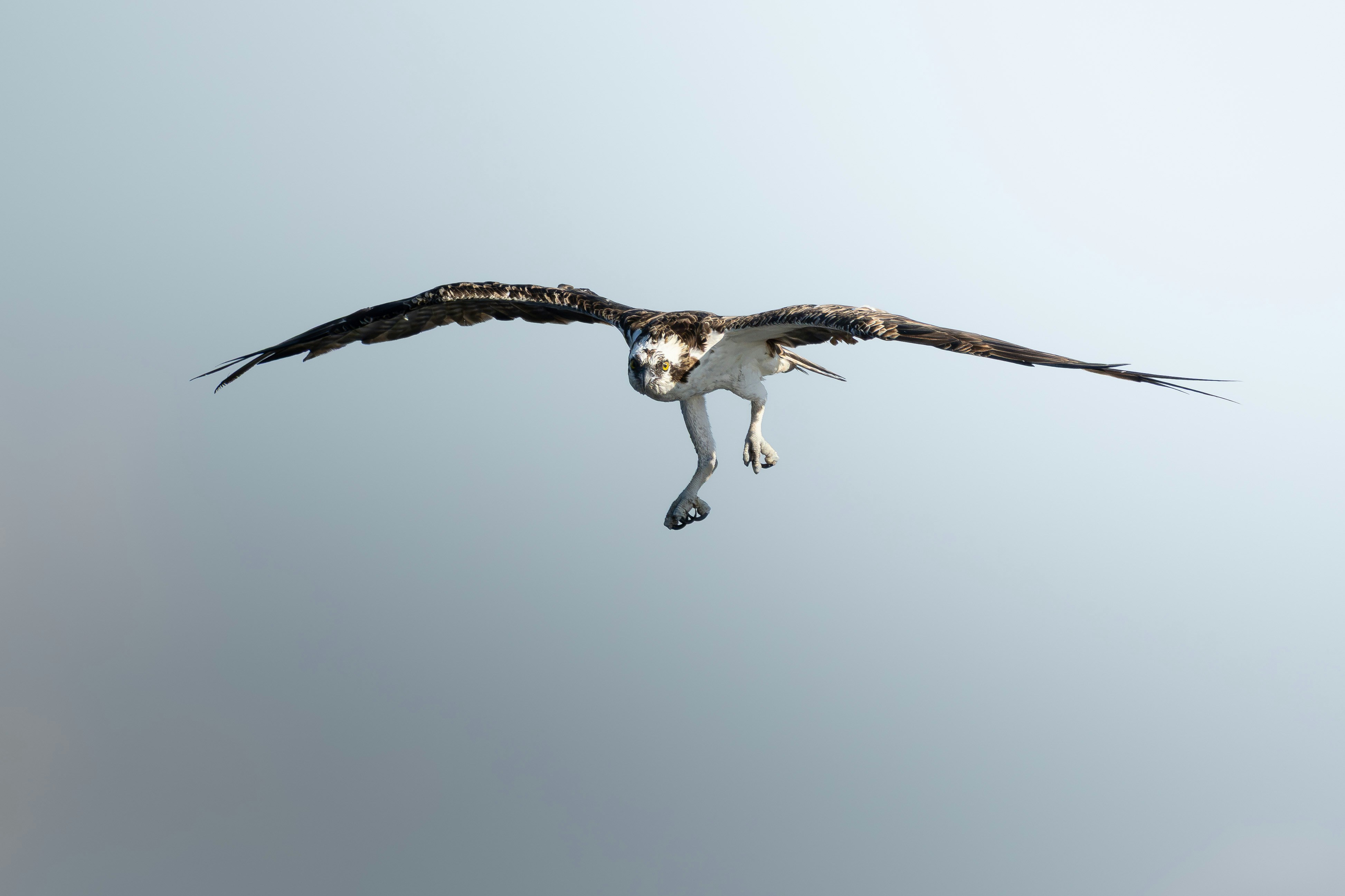 Wild osprey in flight and hunting over open water, showing natural fishing behavior, powerful wings, sharp talons and dynamic movement.