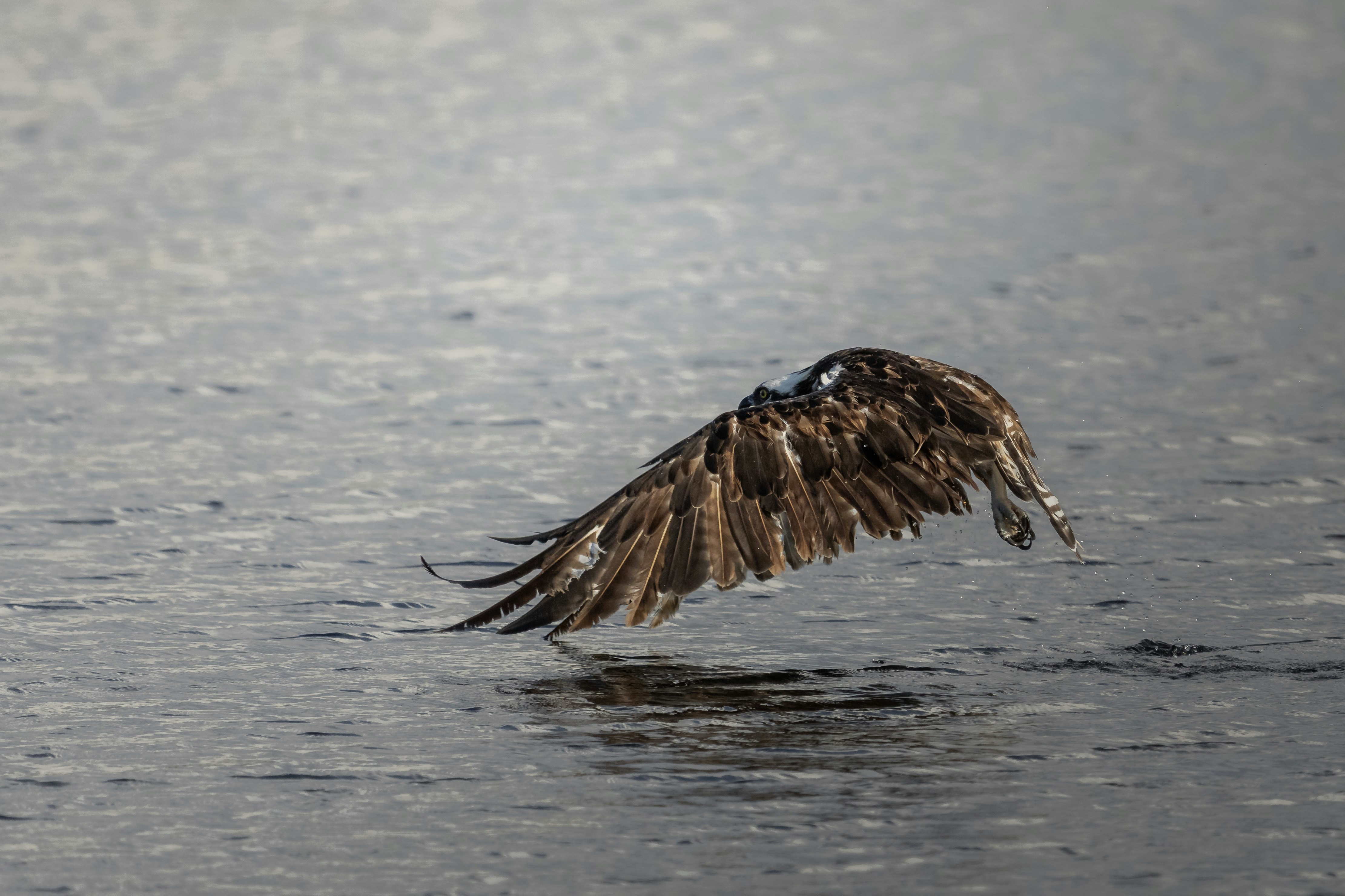 Low-Flight Dagger: A Murrelet Skims the Water in Dusk Light
