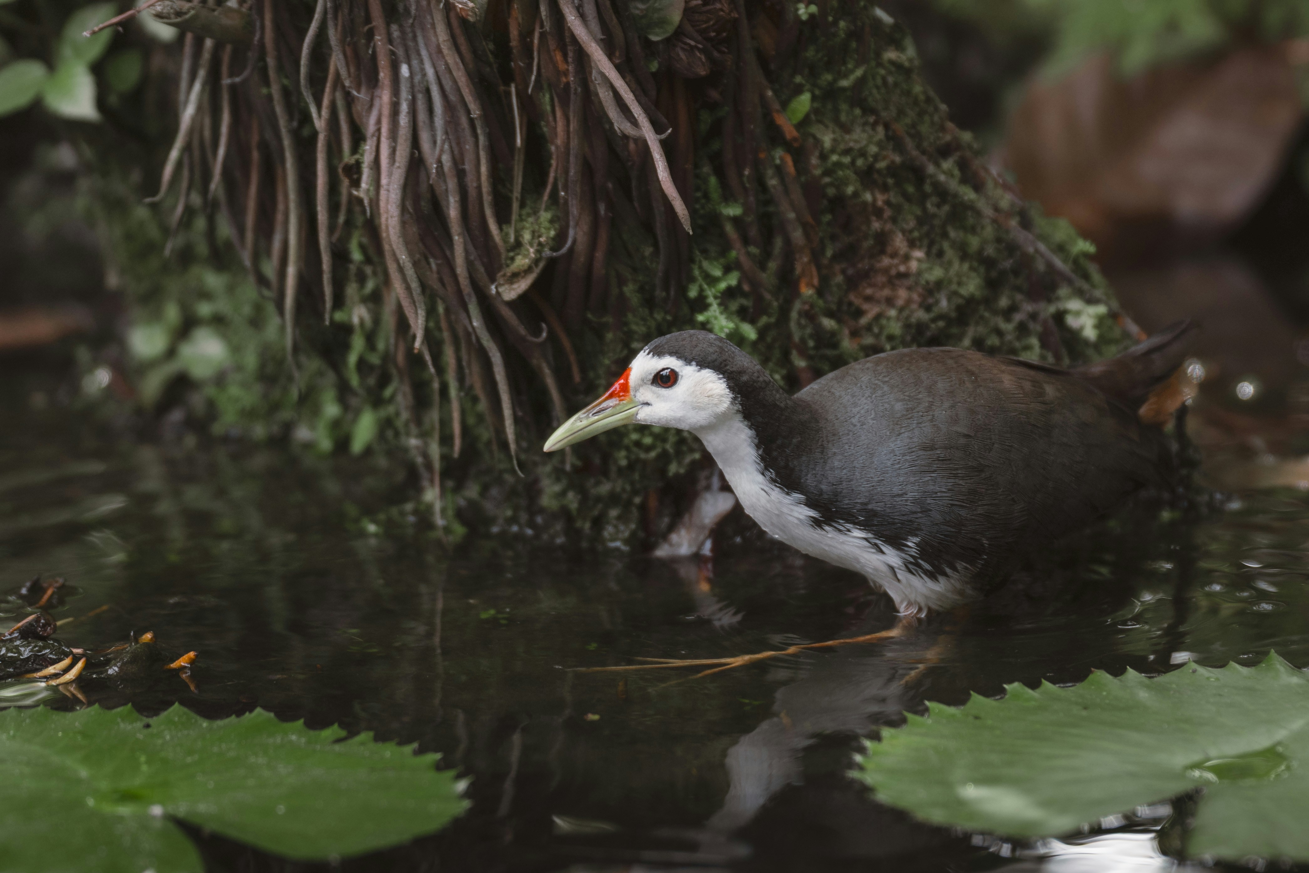 Rail-Gray Heron in Still Water Among Lily Pads