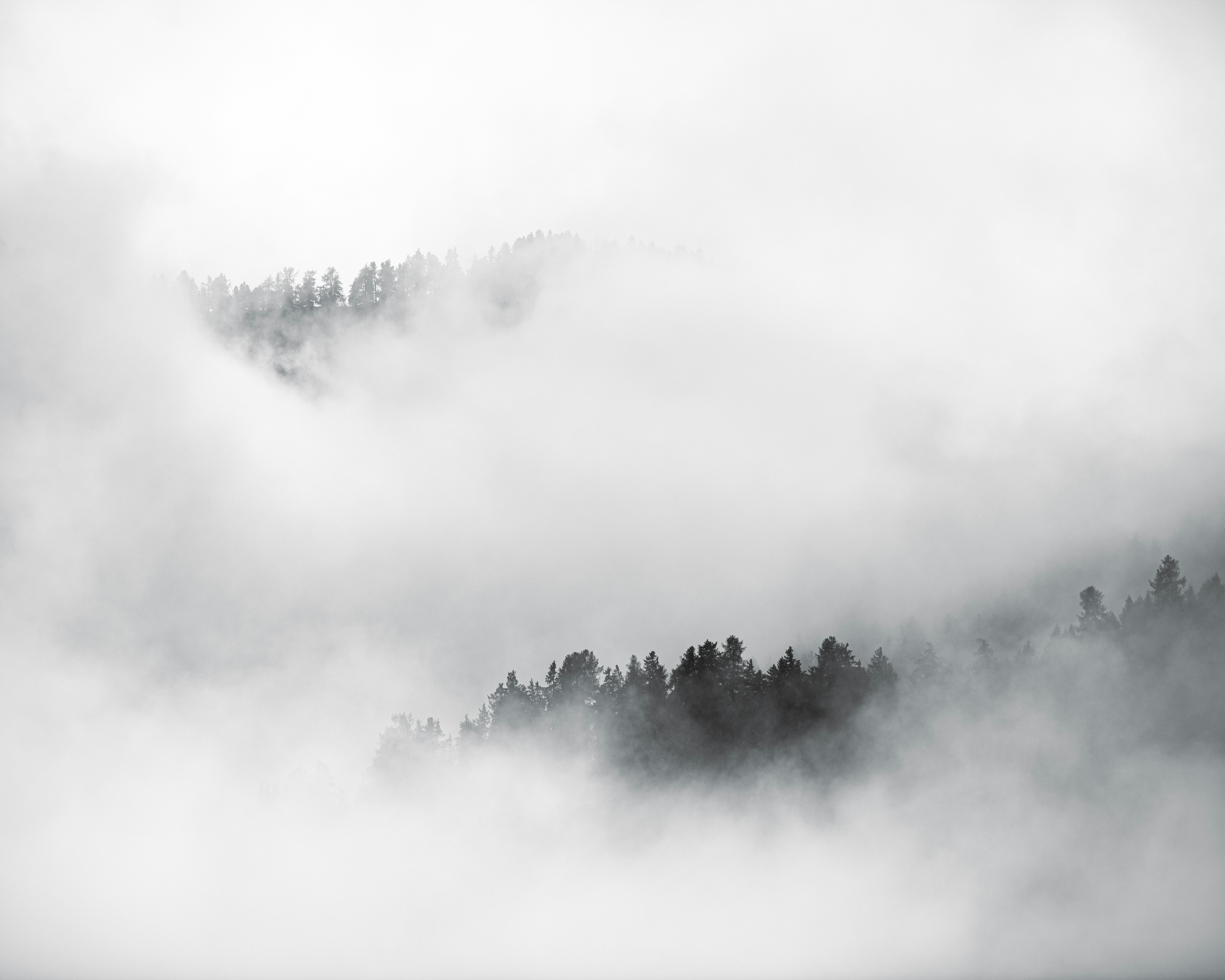 Whispering Pines in the Quiet Mist