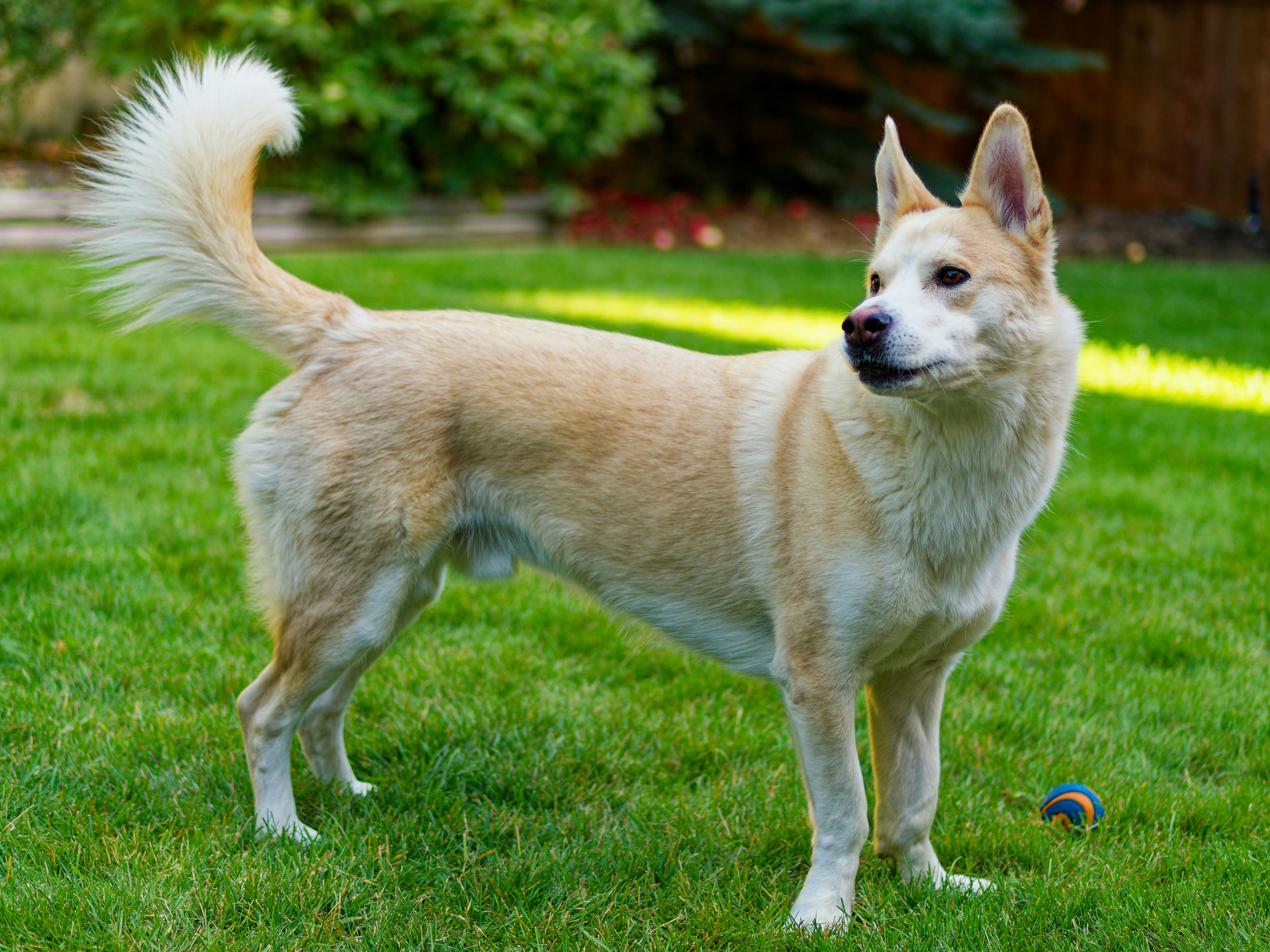 Curious Canine in the Sunlit Backyard