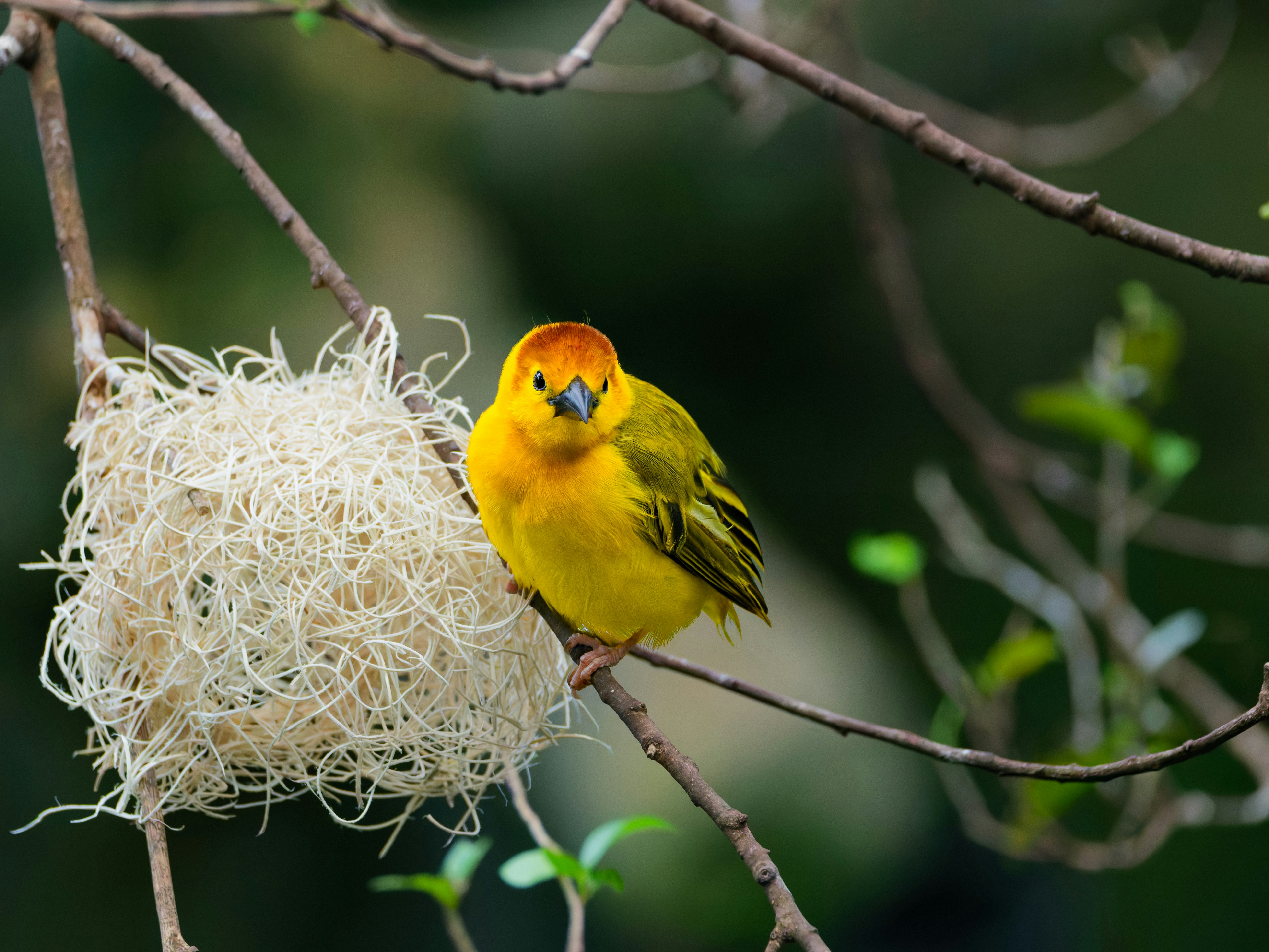 Golden Warbler at a Fibrous Nest