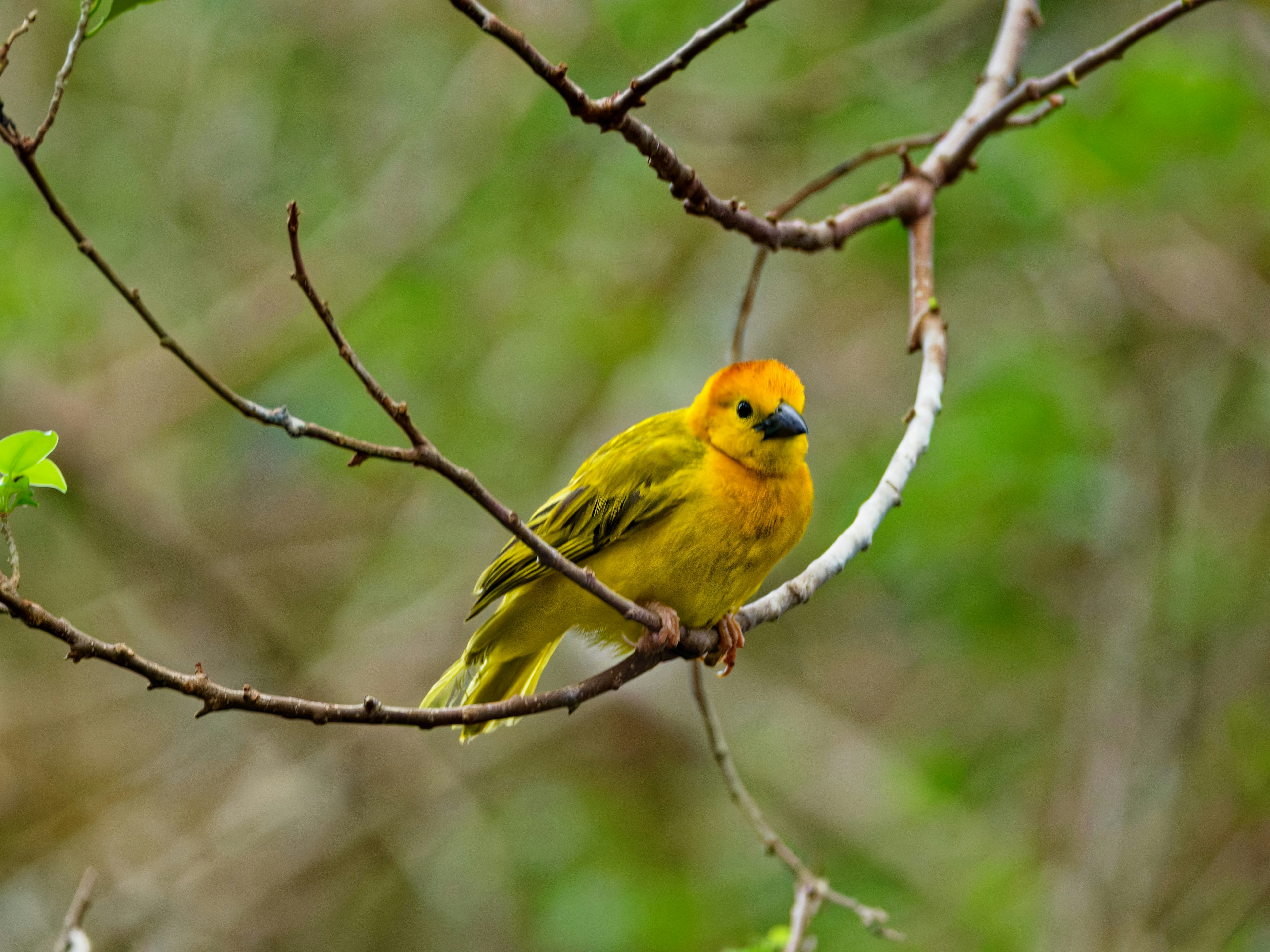 Golden Warbler Perched amid Spring Branches