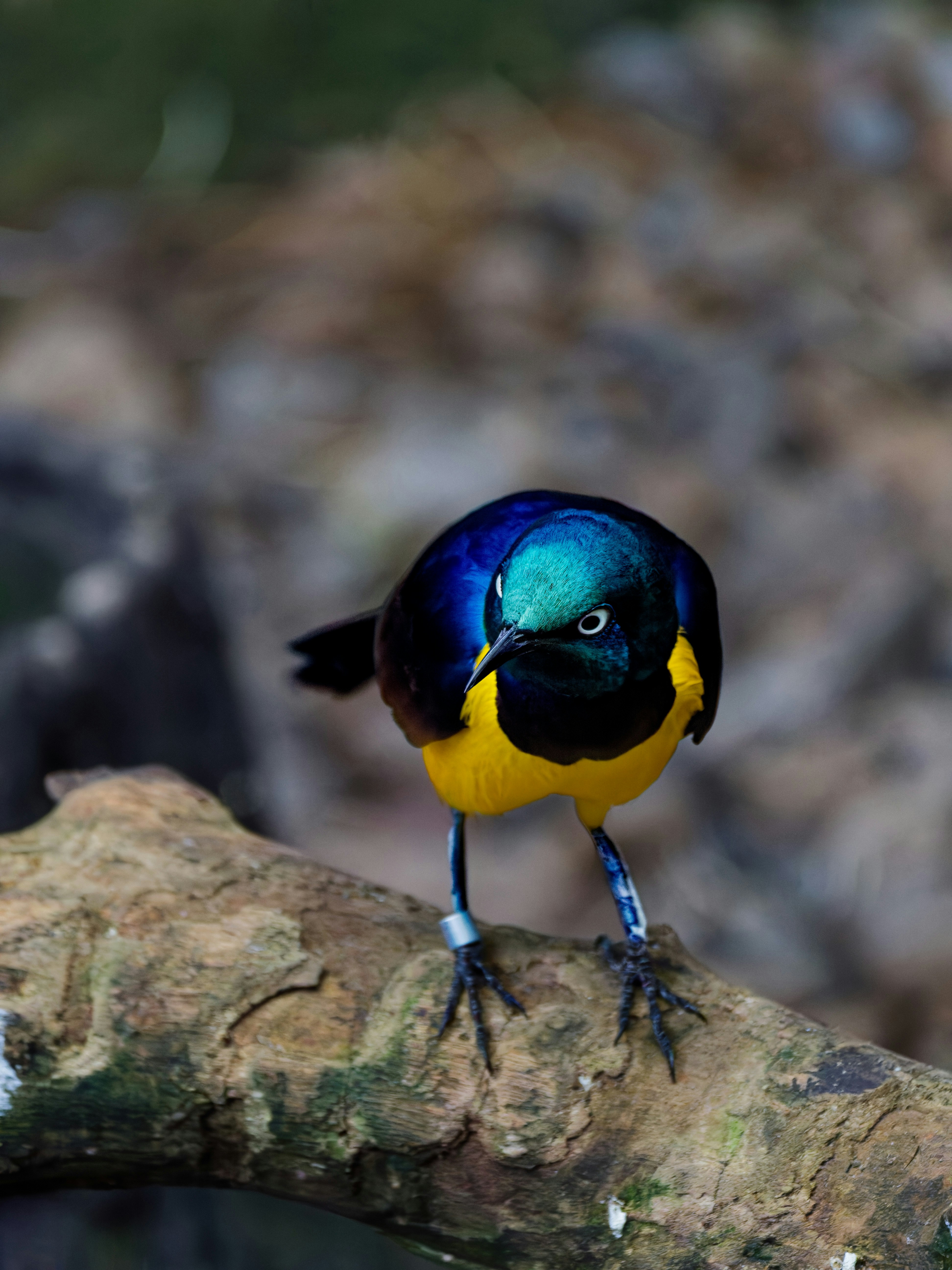 Vivid Green-Headed Yellow-Throat Perched on Weathered Branch