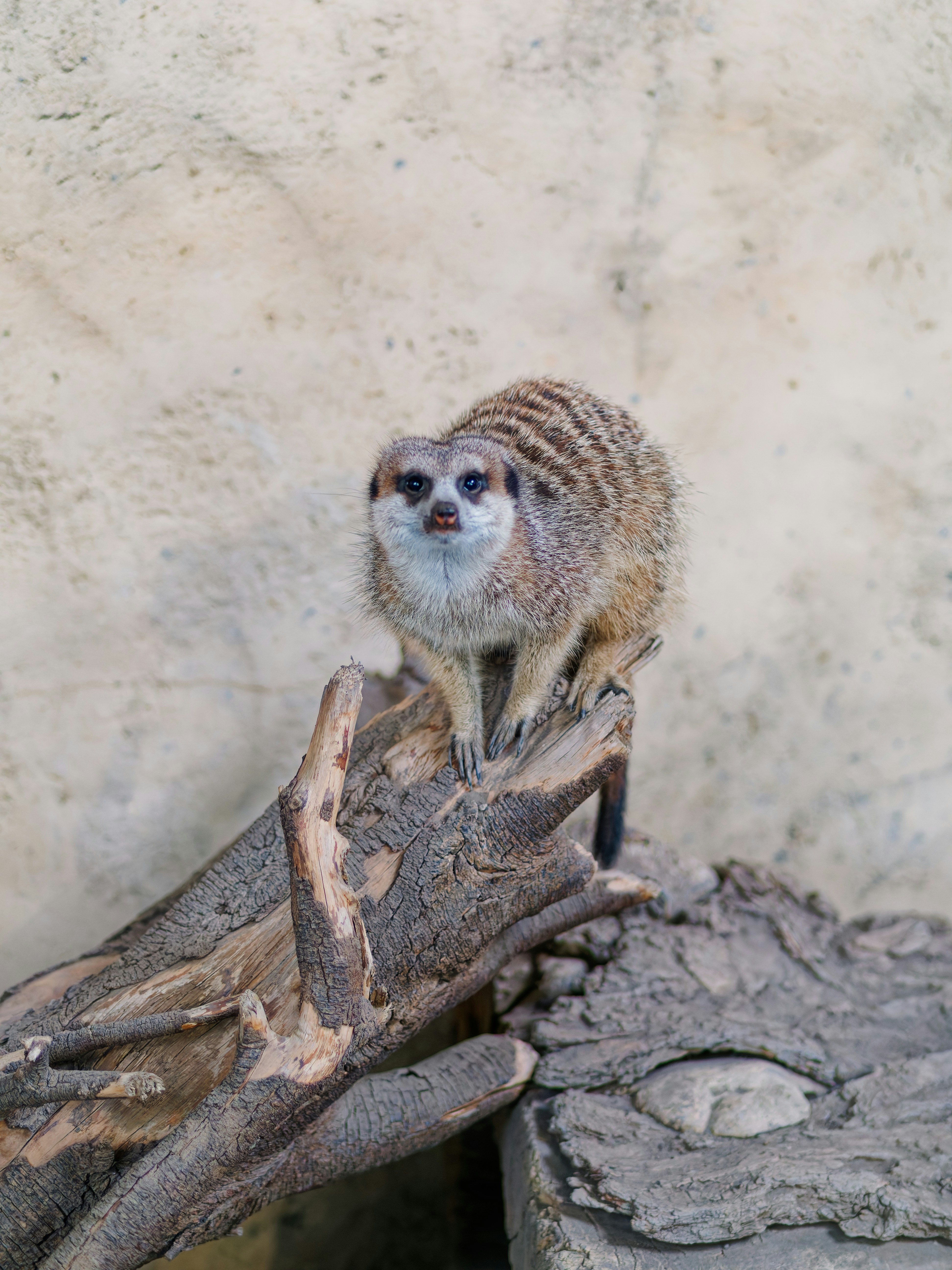 Curious Vantage: A meerkat on a weathered log under soft daylight