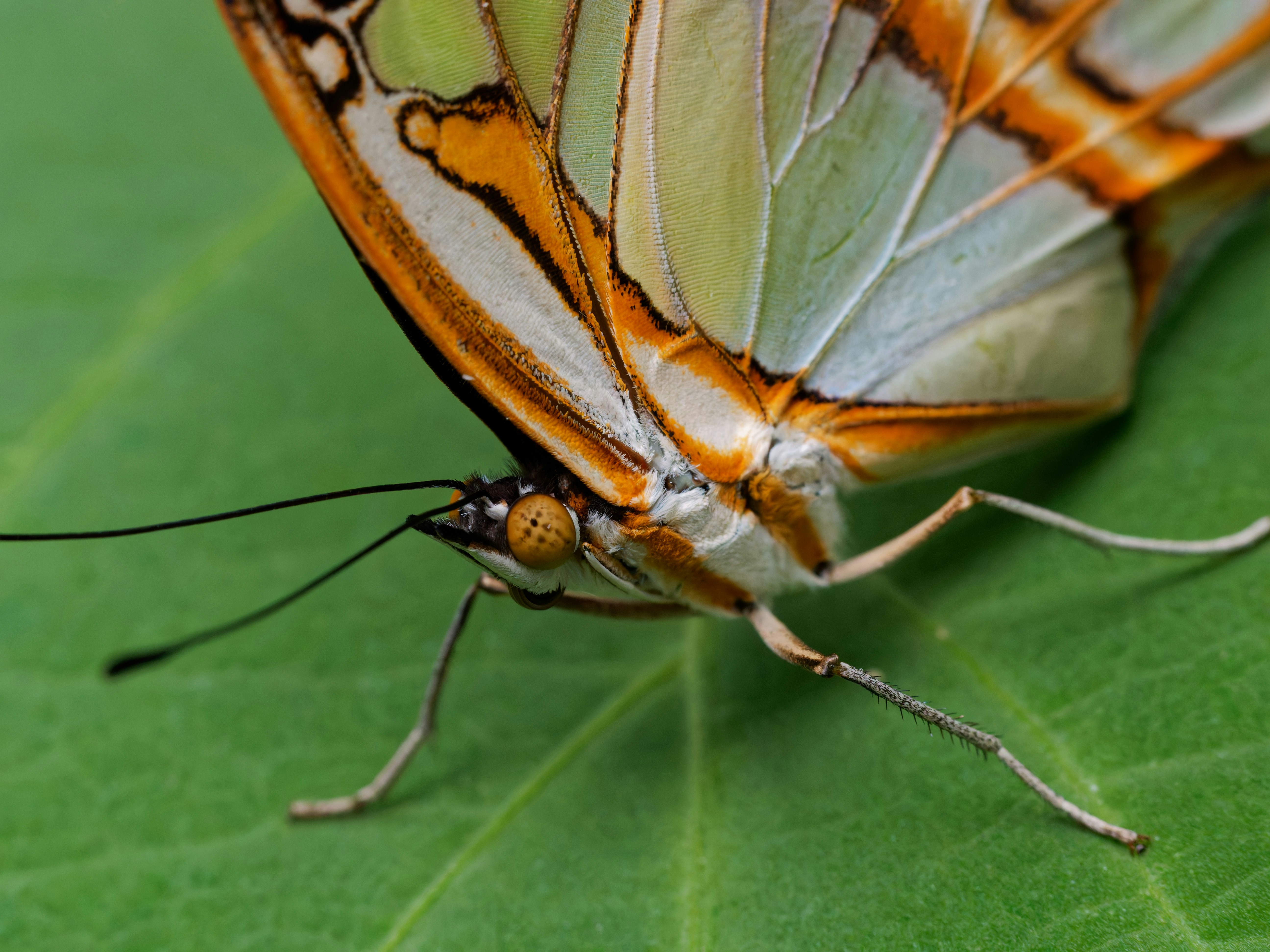 Close-up of a delicate butterfly head and wing pattern resting on a leaf