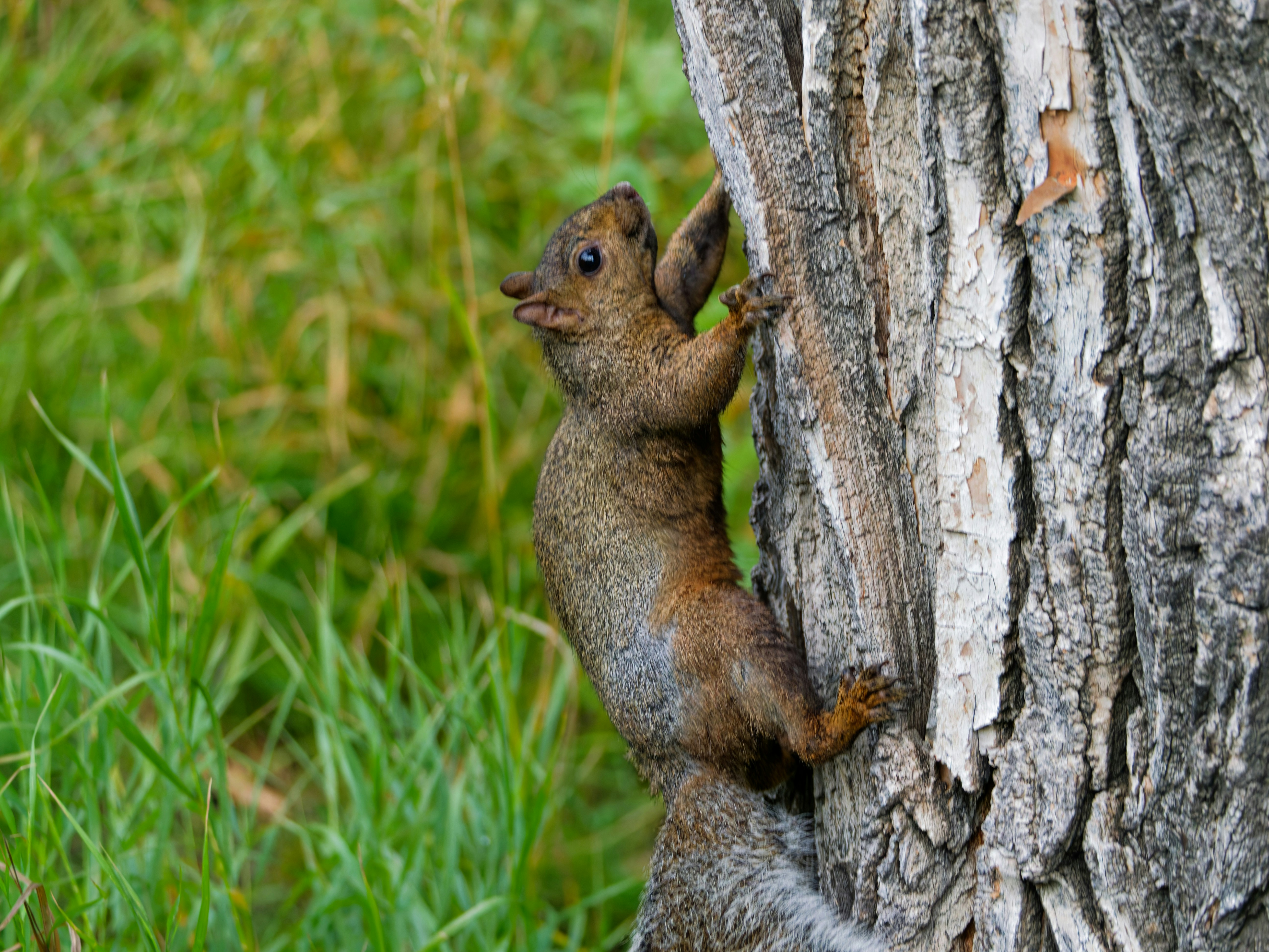 Squirrel Ascend: Focused Moment on a Tree Trunk