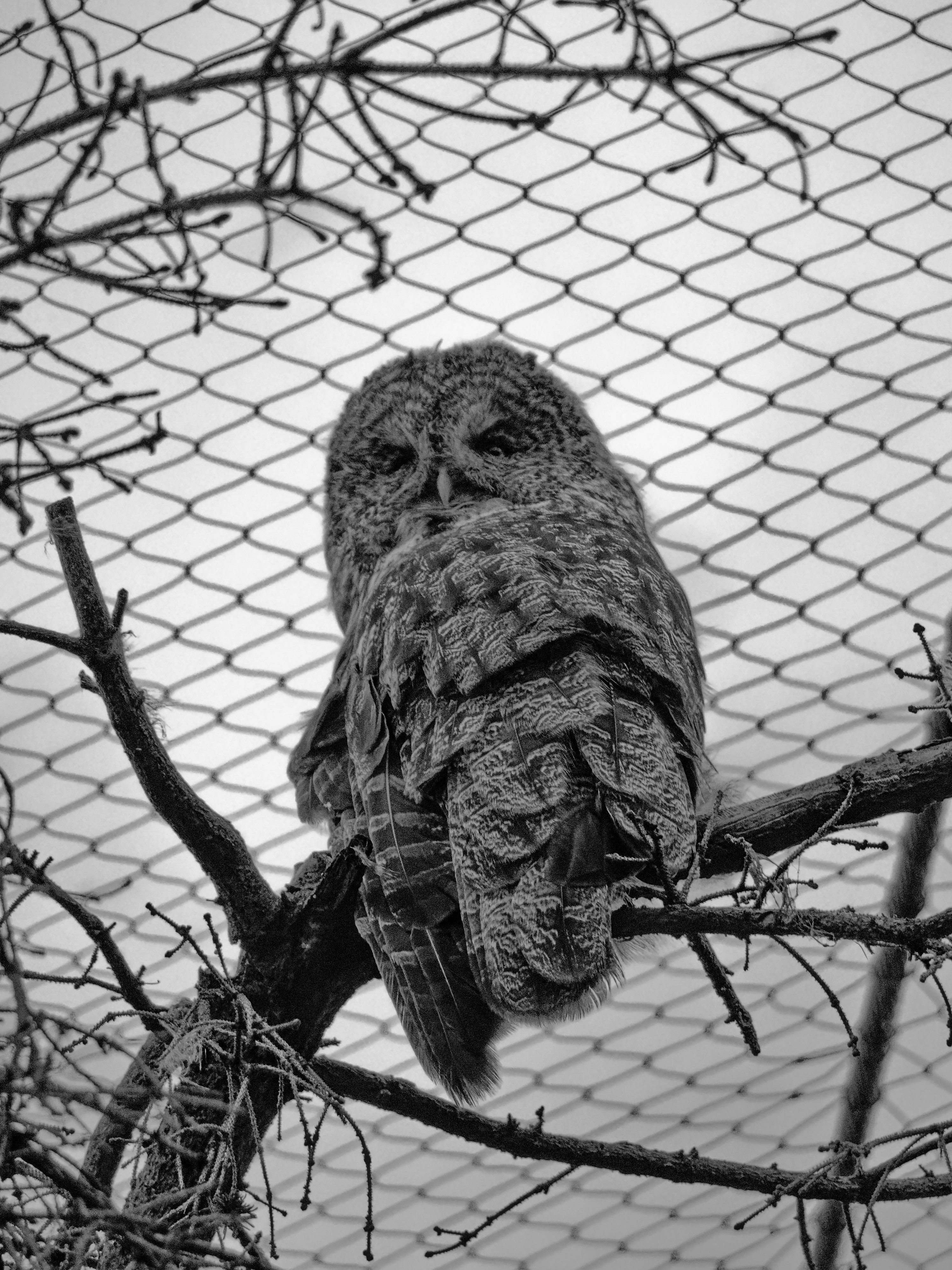 Nocturnal Watcher on a Barbed Lattice