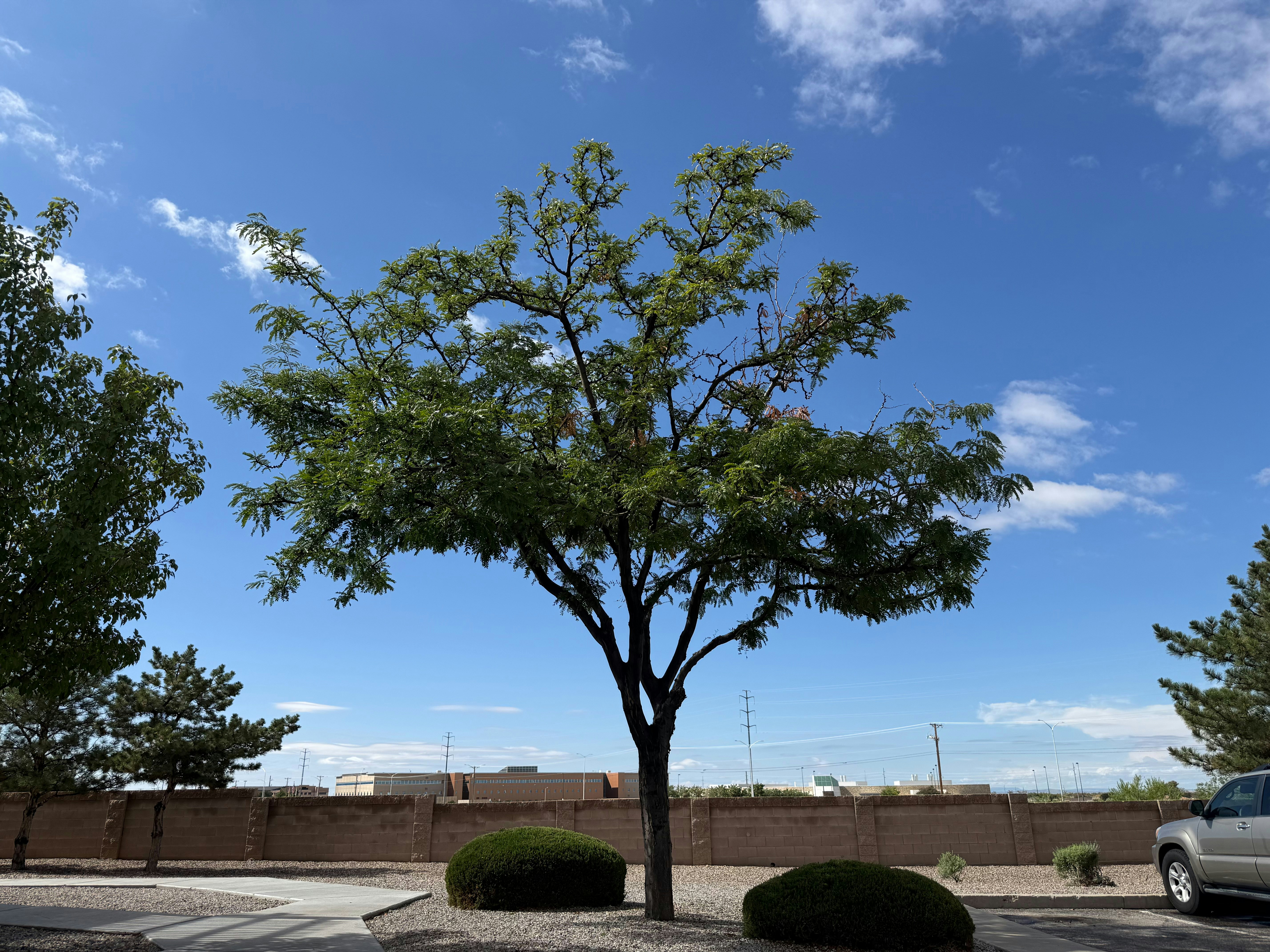 Centered Tree with Urban Backdrop under Bright Sky