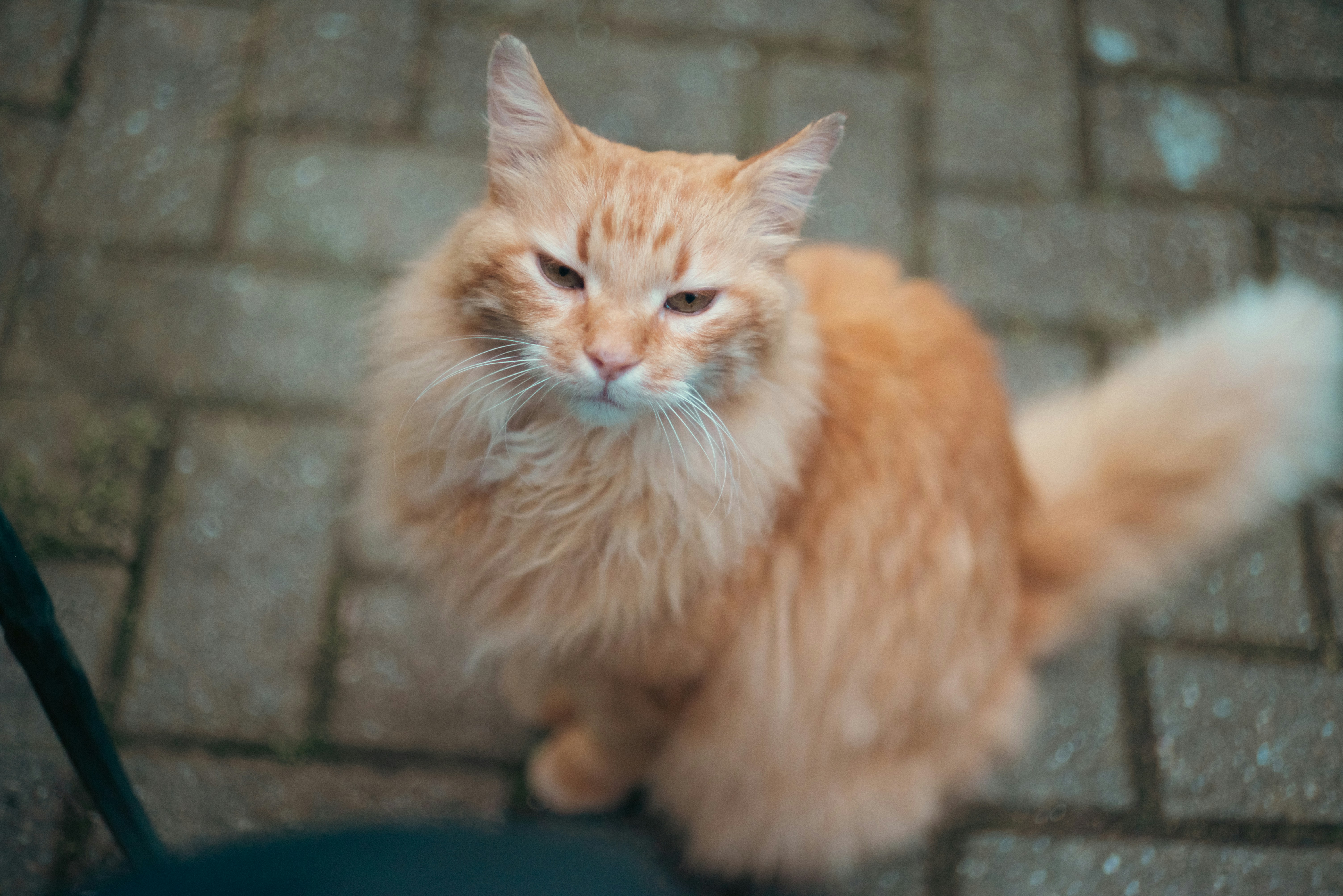 Amber Prowl: A Soft-Eyed Moment on Dappled Tiles