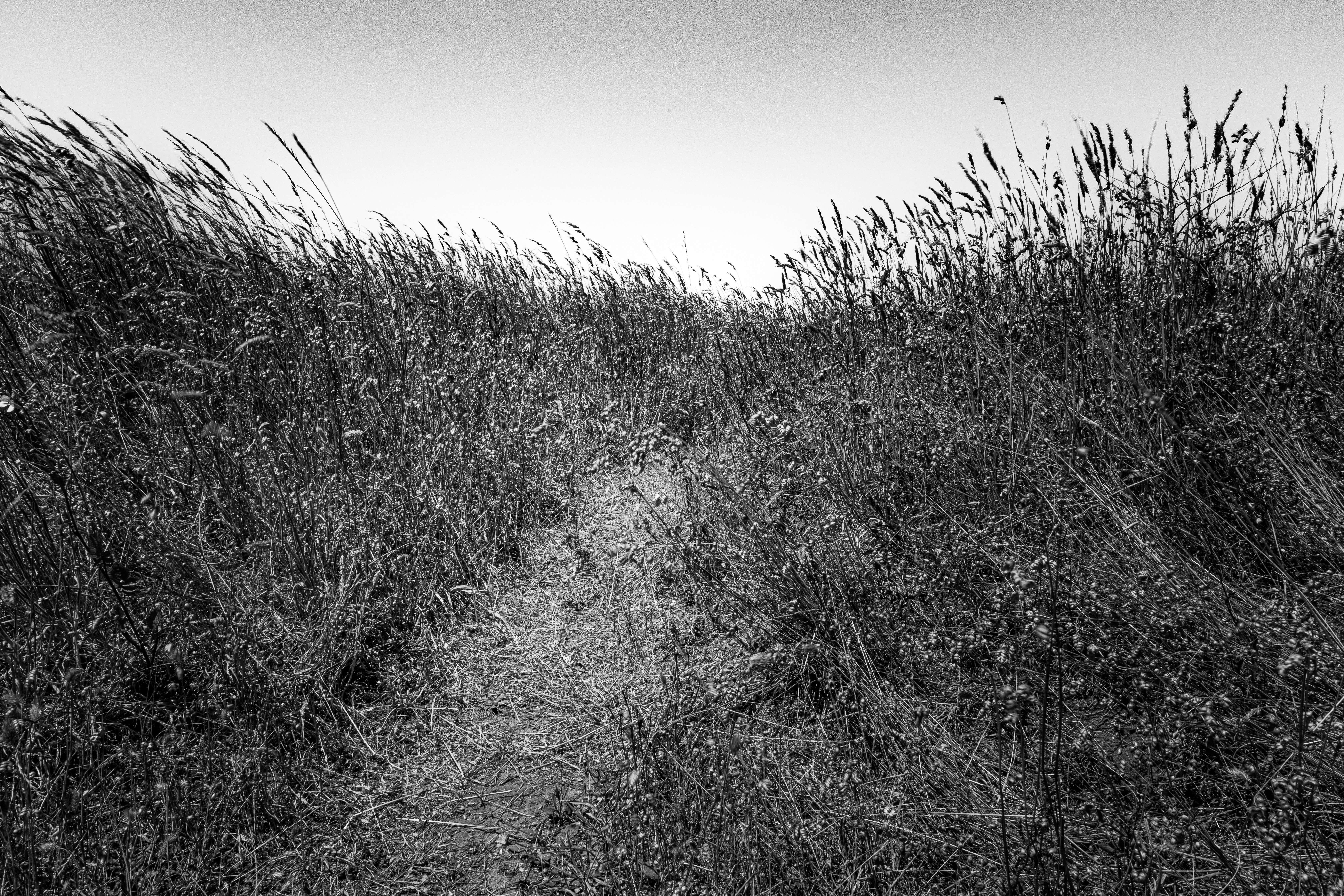 Trail Through Windswept Reeds Into Sunlit Quiet