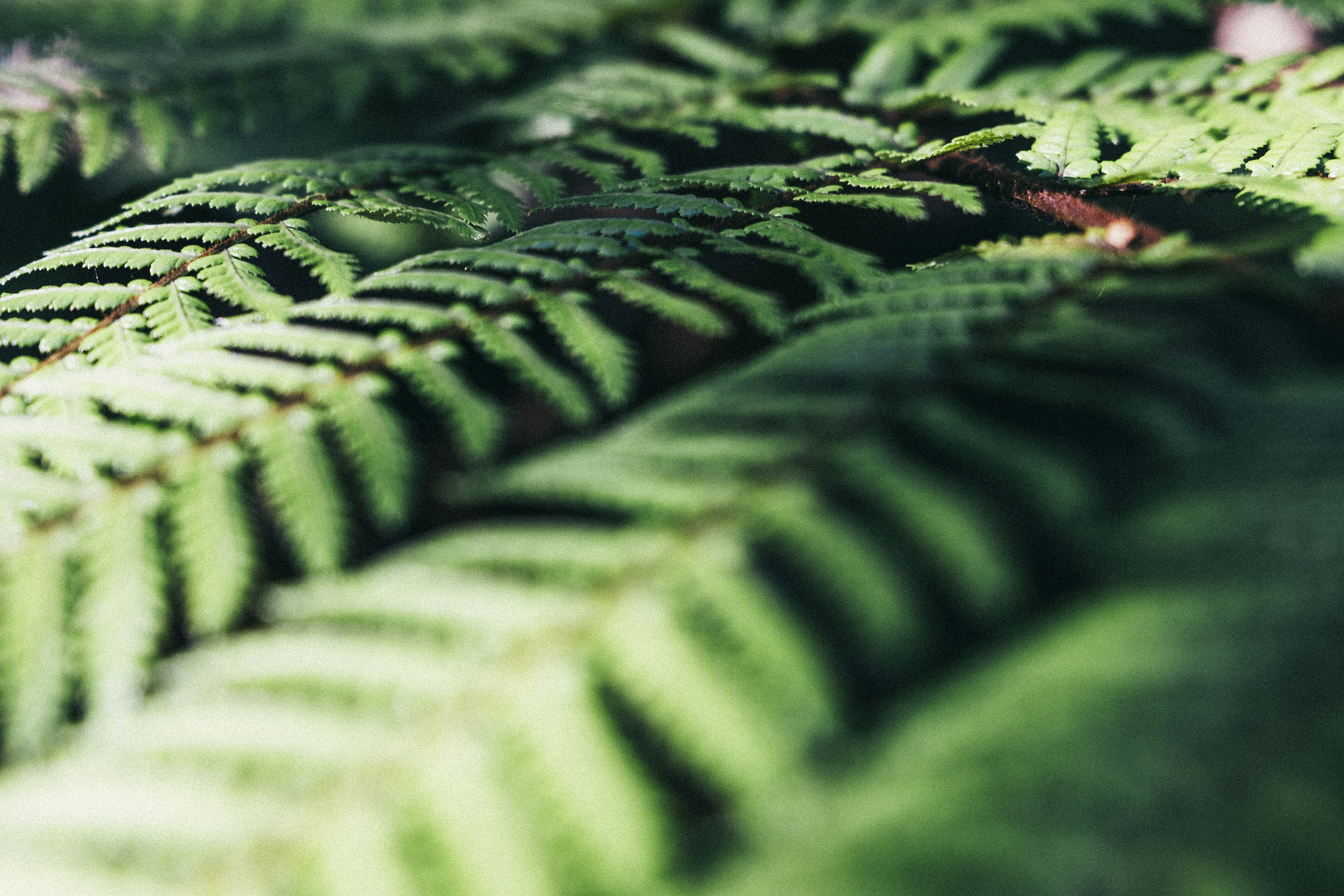 Close-up of green fern fronds with a shallow depth of field
