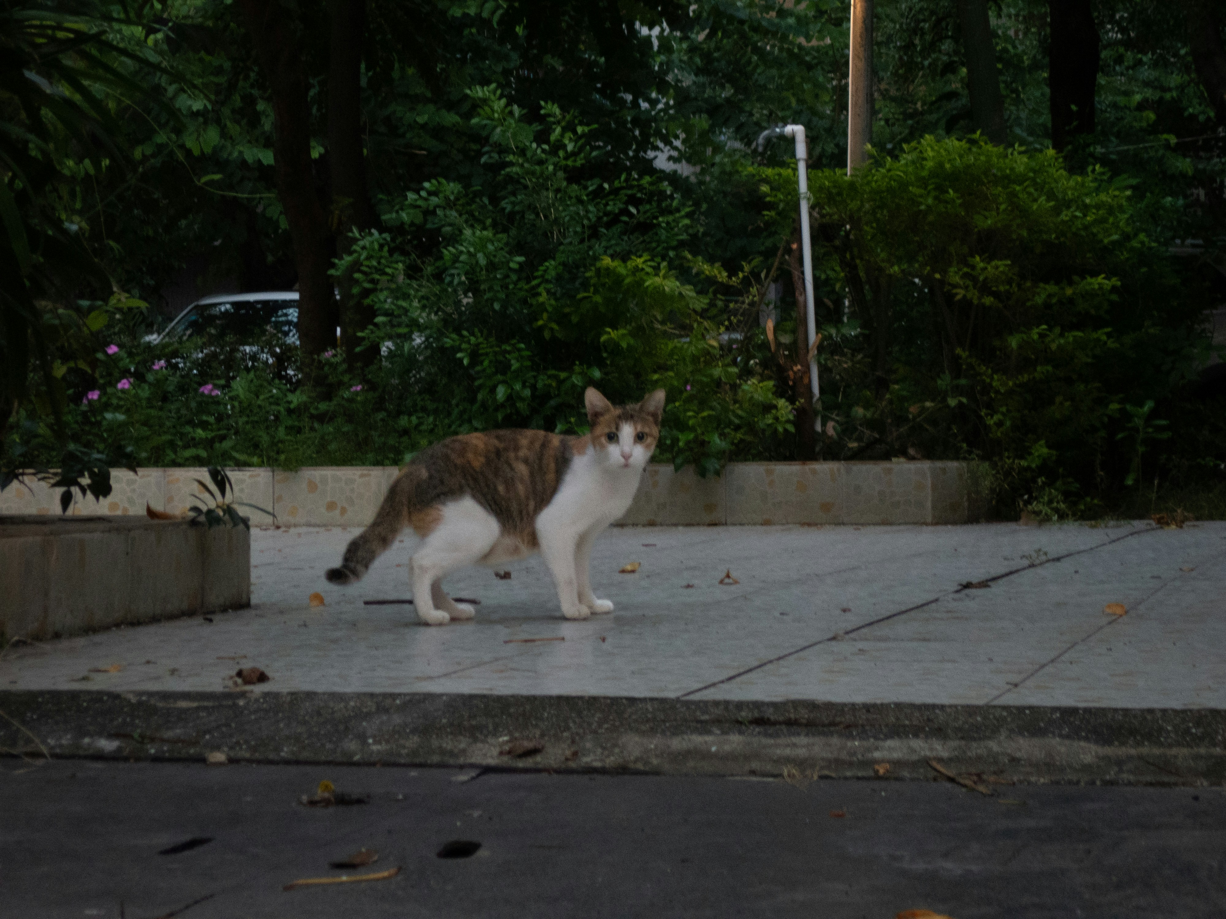 A street cat stands on a tiled sidewalk bordered by greenery, captured in natural outdoor light. The scene emphasizes the cat as the focal point within an urban garden setting.