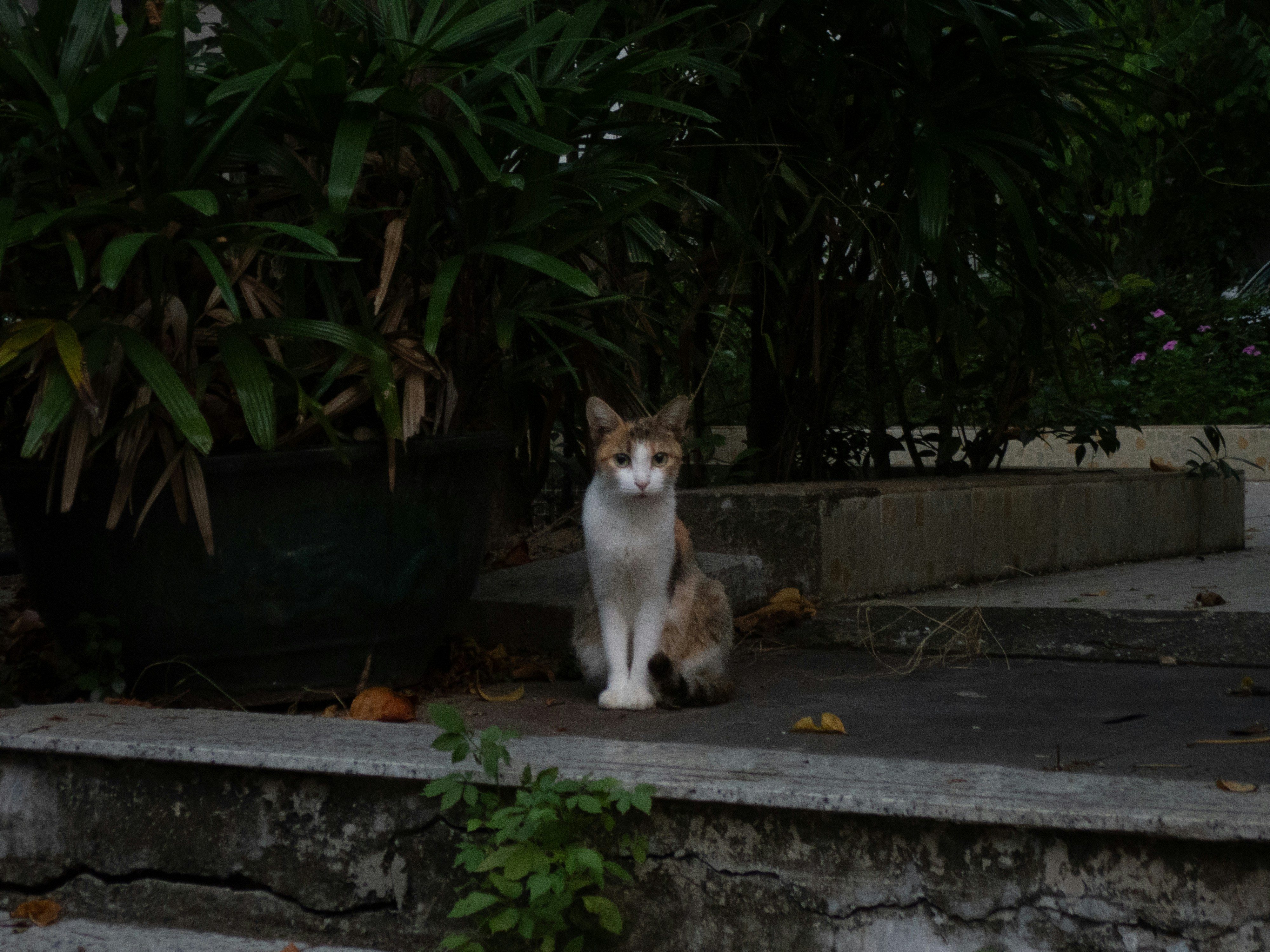 Small cat sits alert on a concrete step amid green plants and fallen leaves, the scene captured with natural low light and subtle shadowed detail.