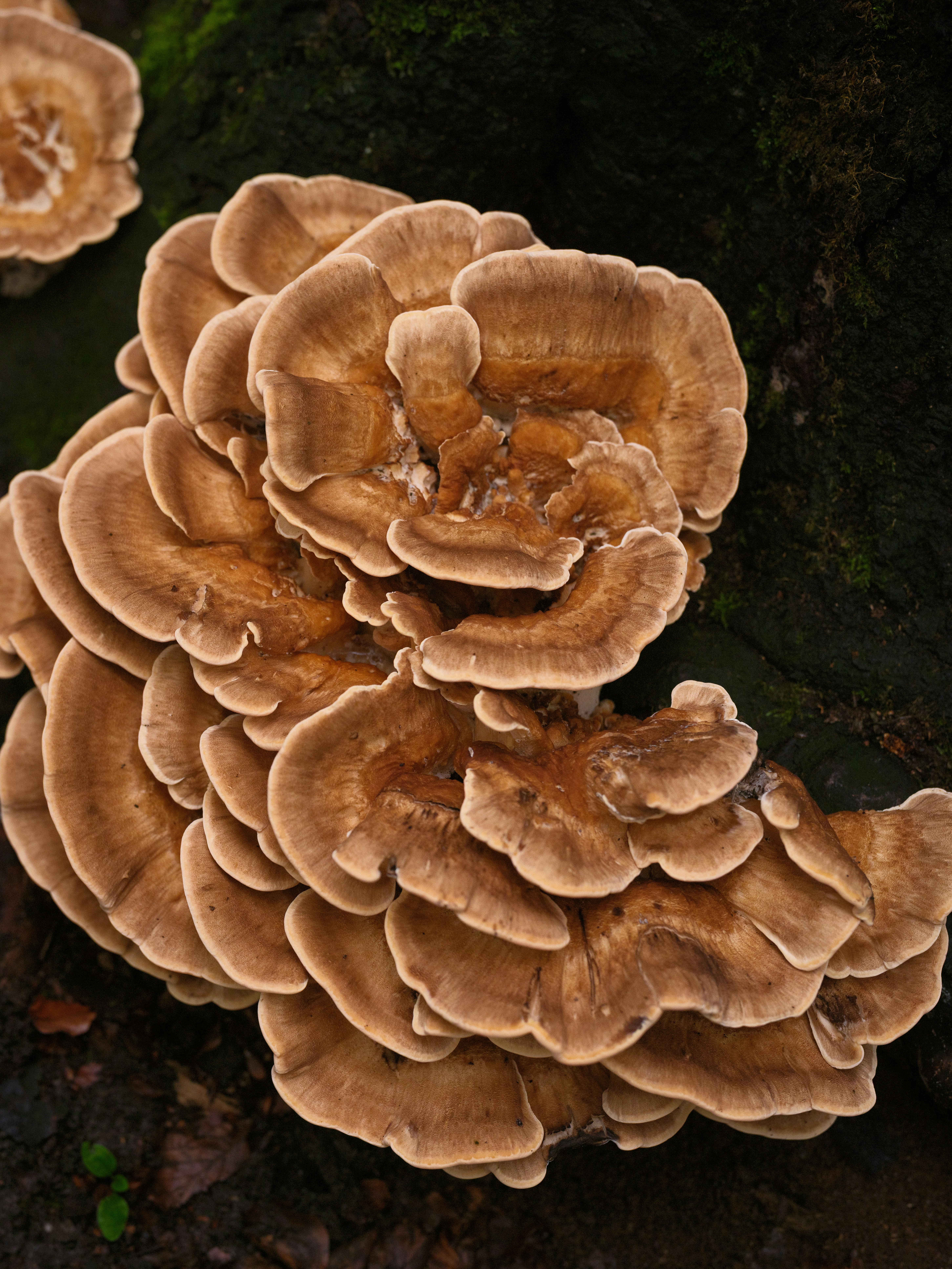 Bracketed shelf of brown shelf fungi: a clustered cap formation on dark forest floor