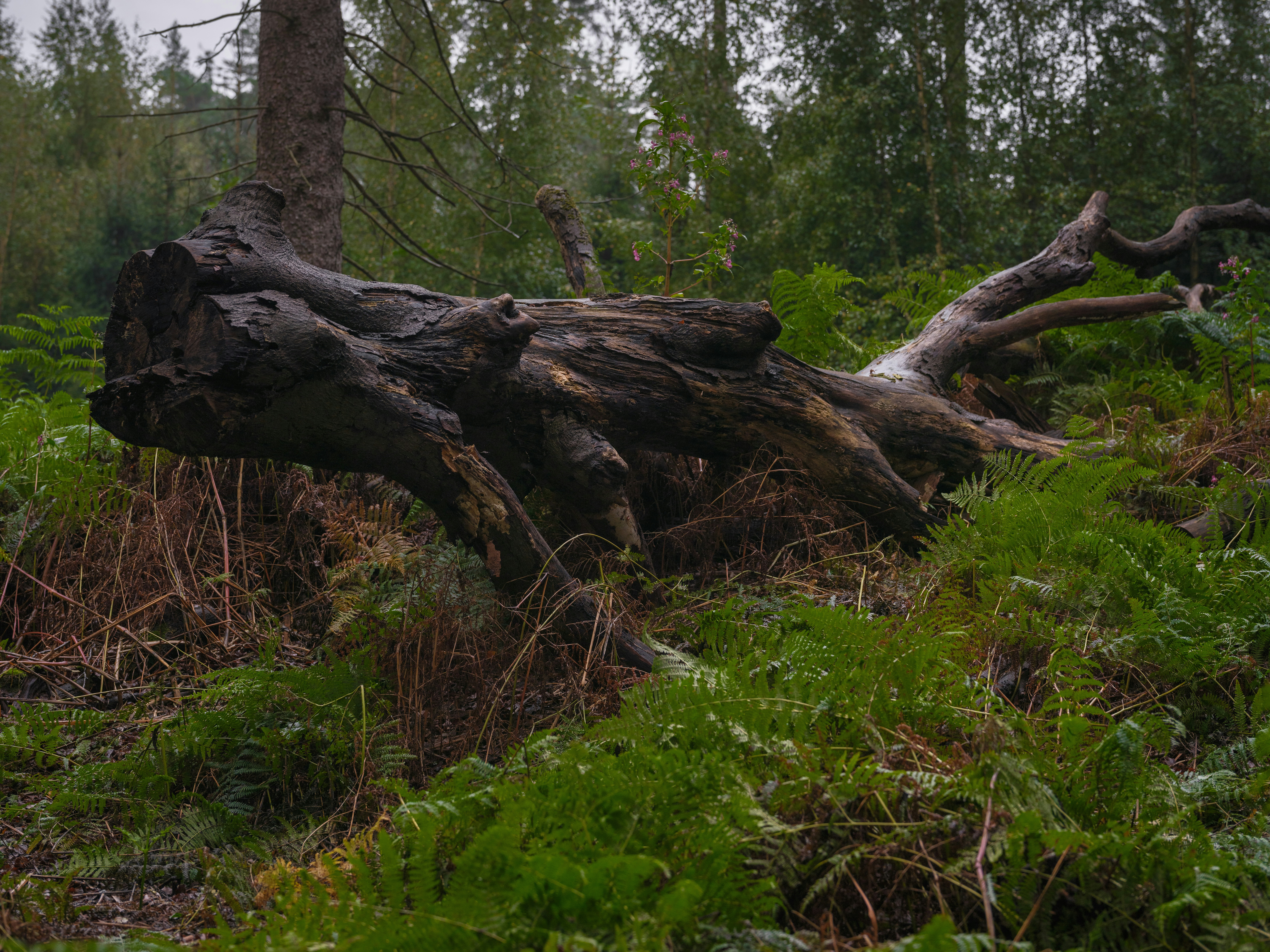 Fallen Driftwood Crowned by Ferns in a Quiet Forest Clearing