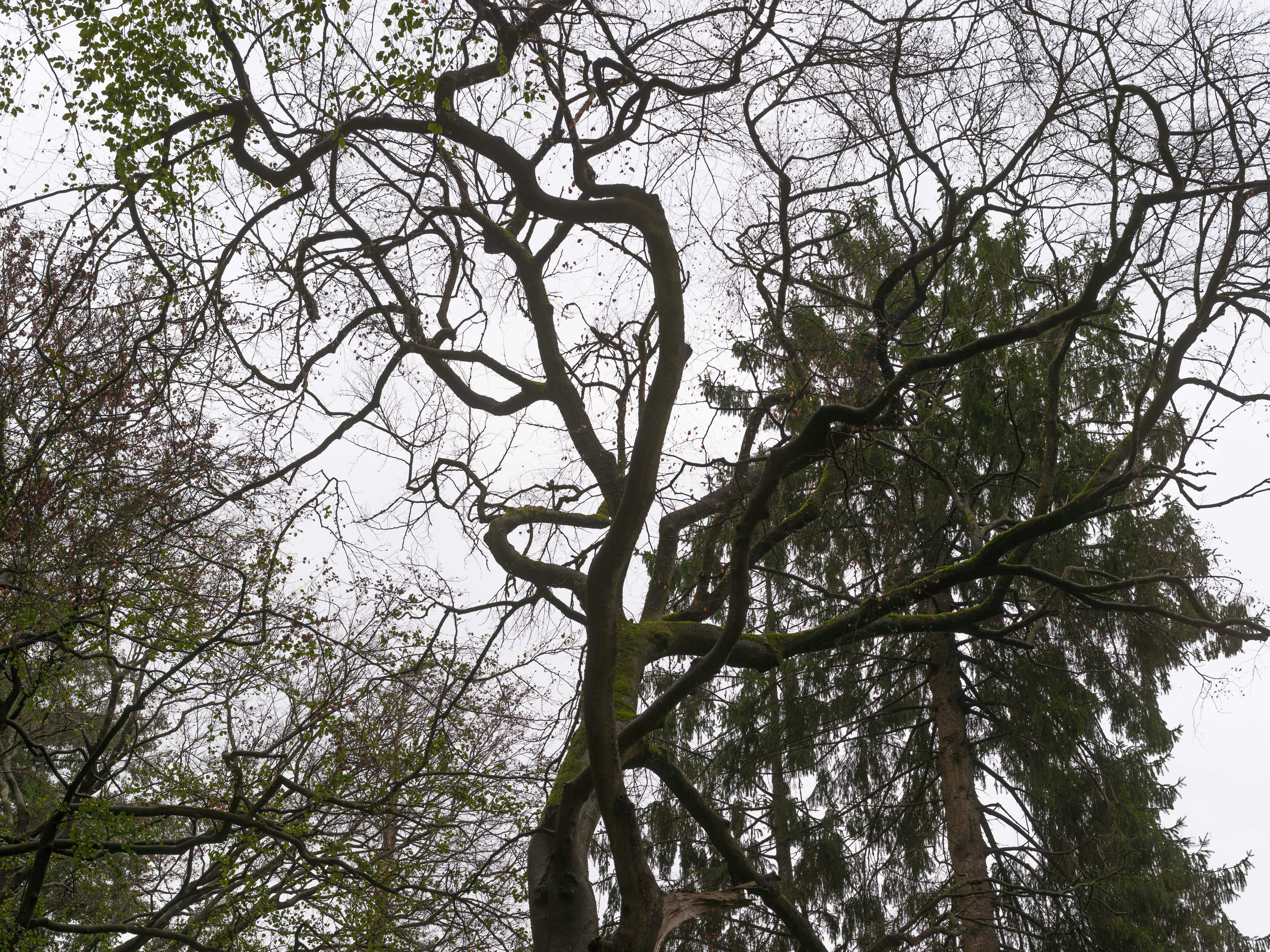 Tangled Arboreal Canopy in Diffuse Light