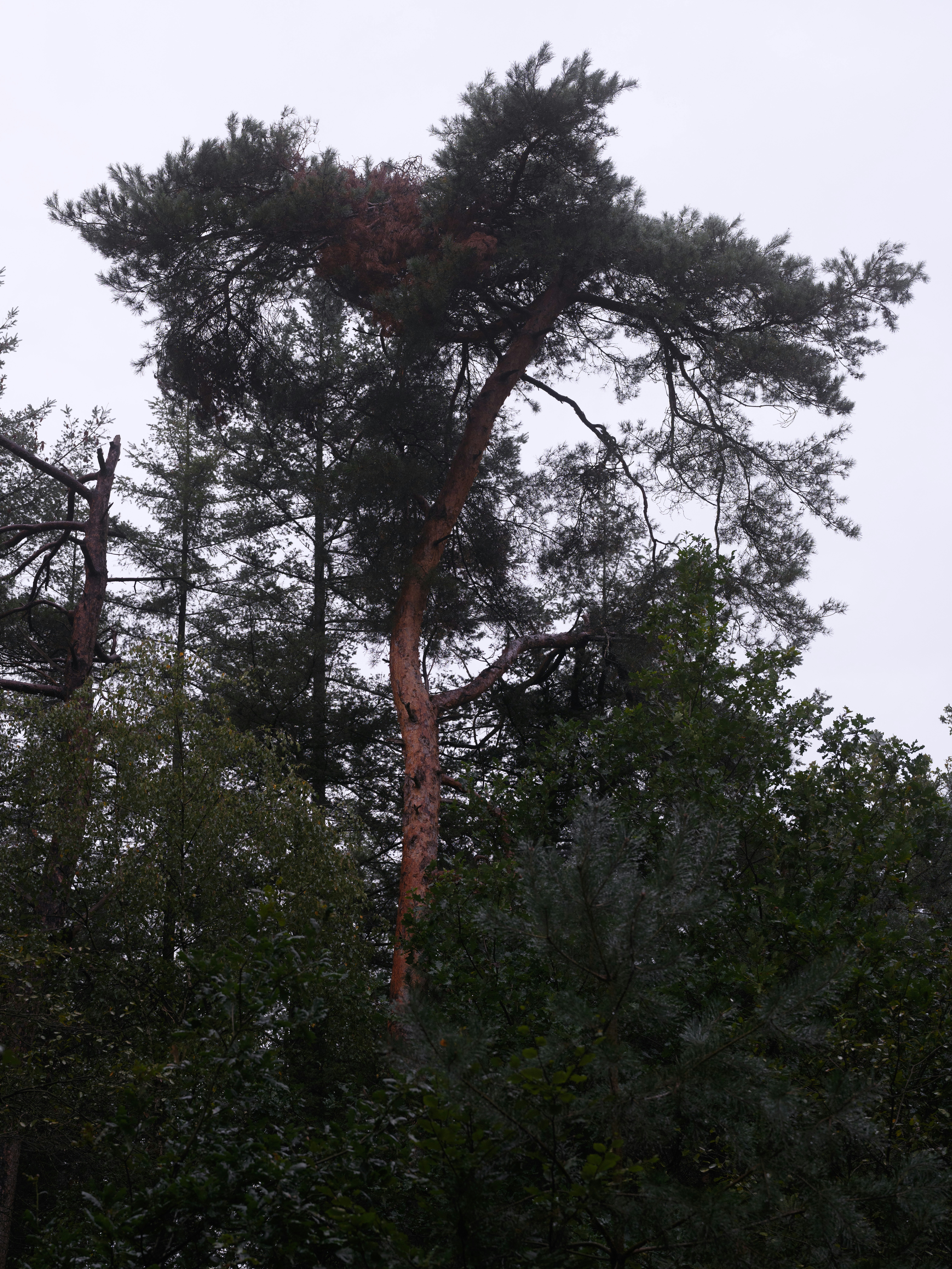 Curved Pine Silhouette Reaching Toward a Pale Sky