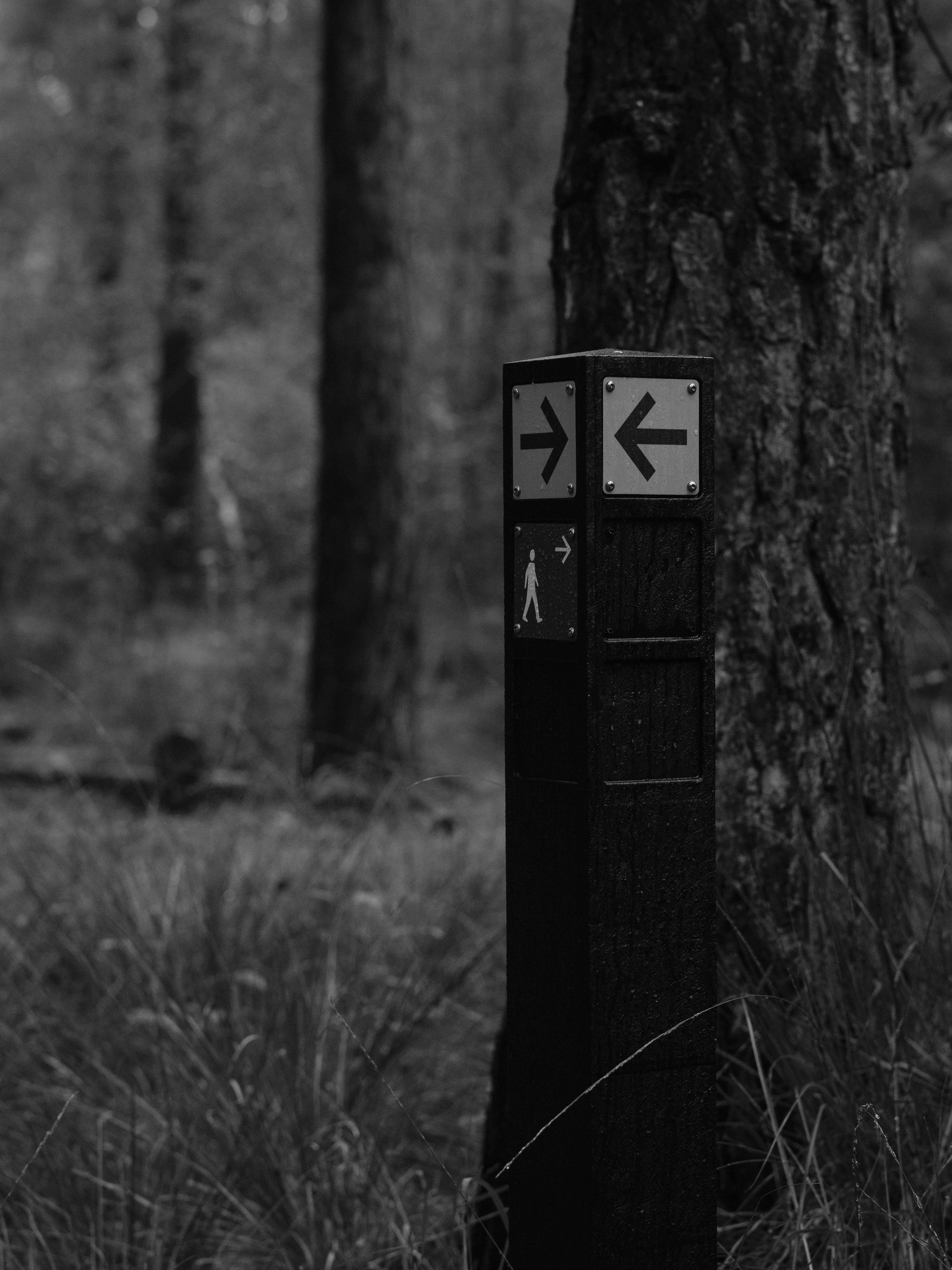 Two-Way Trail Marker in a Silent Forest