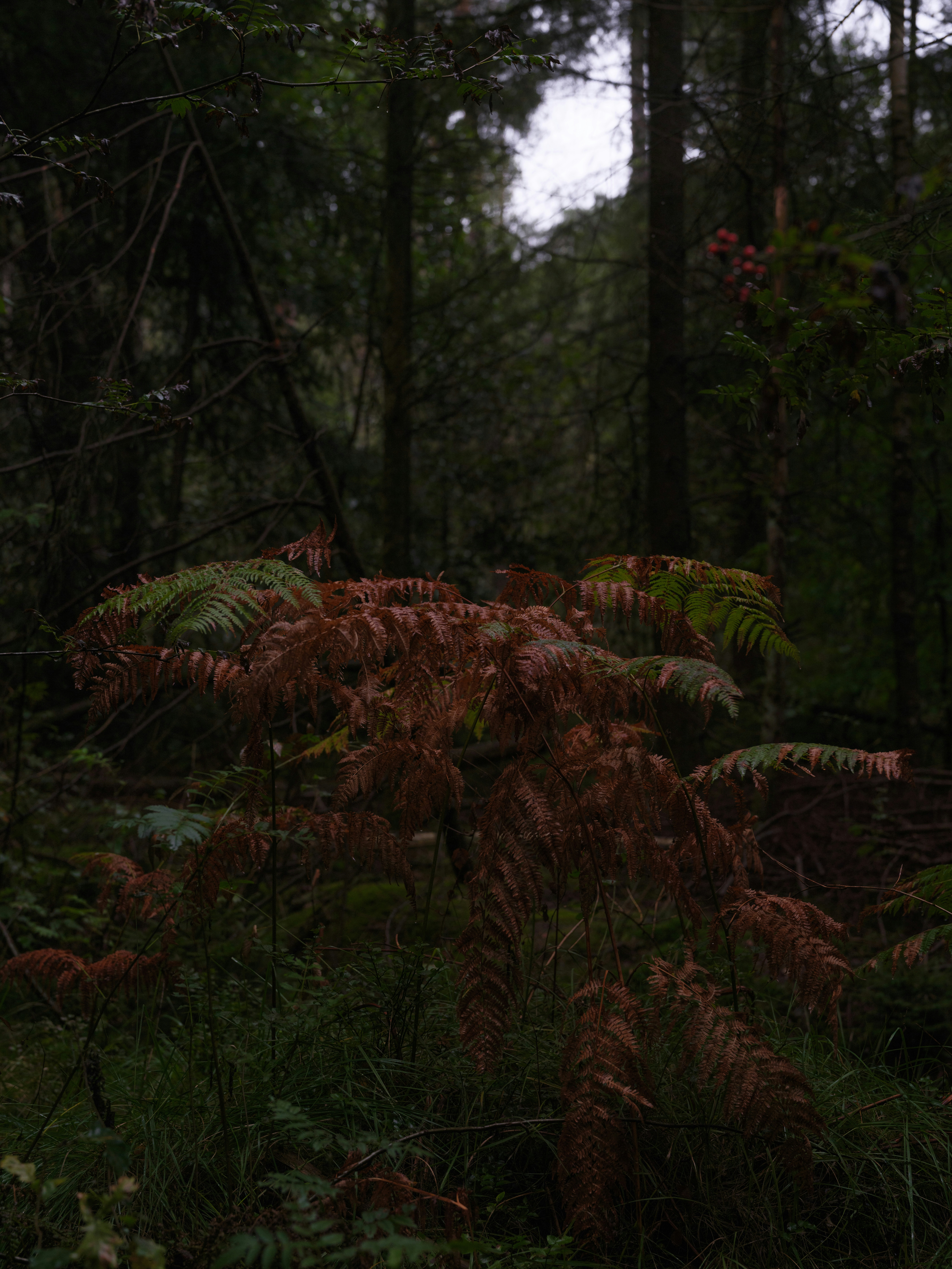 Dim Fern Patch in a Quiet Forest