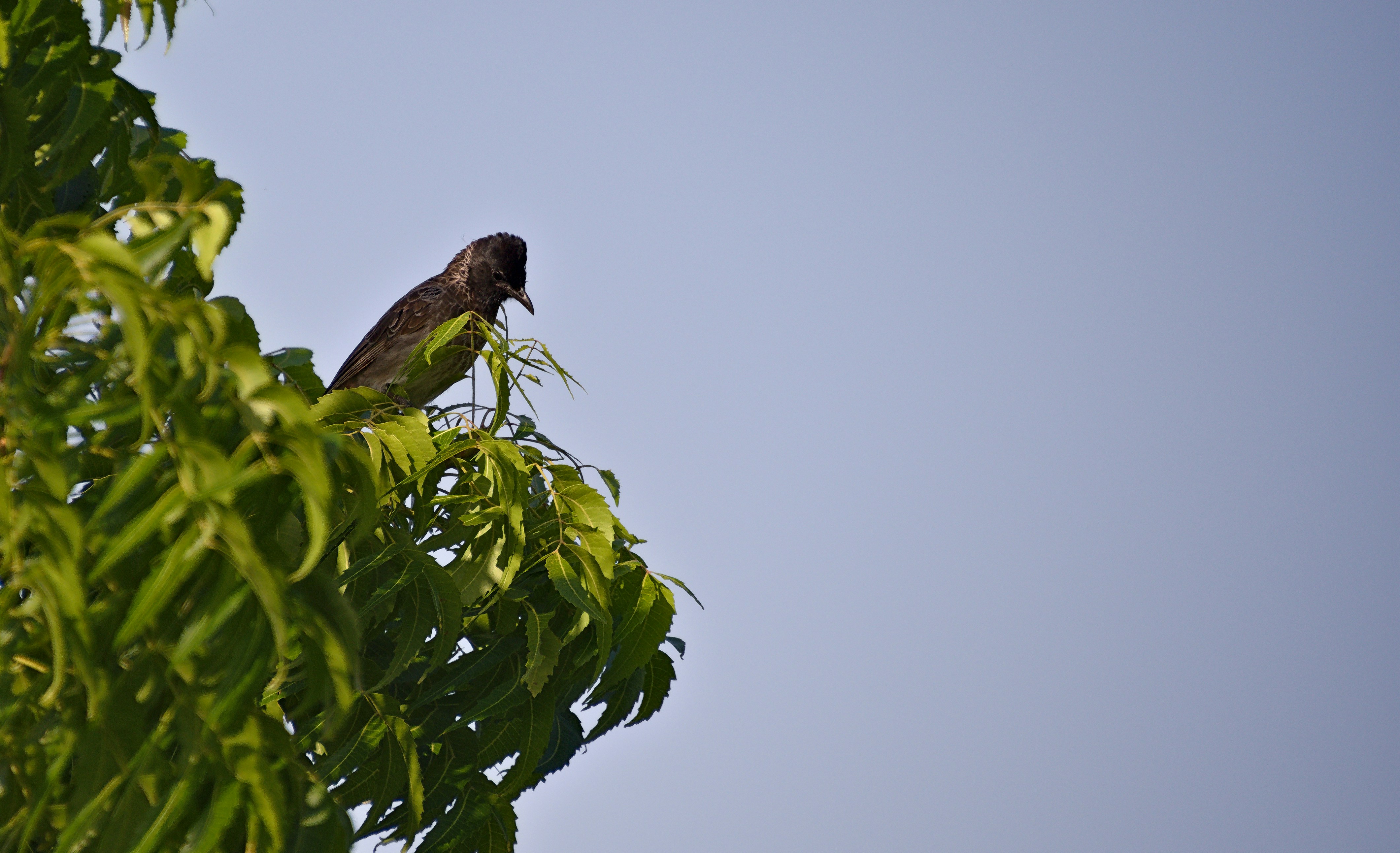 Alighting on a Leafy Edge: A Solo Bird Against a Clear Sky