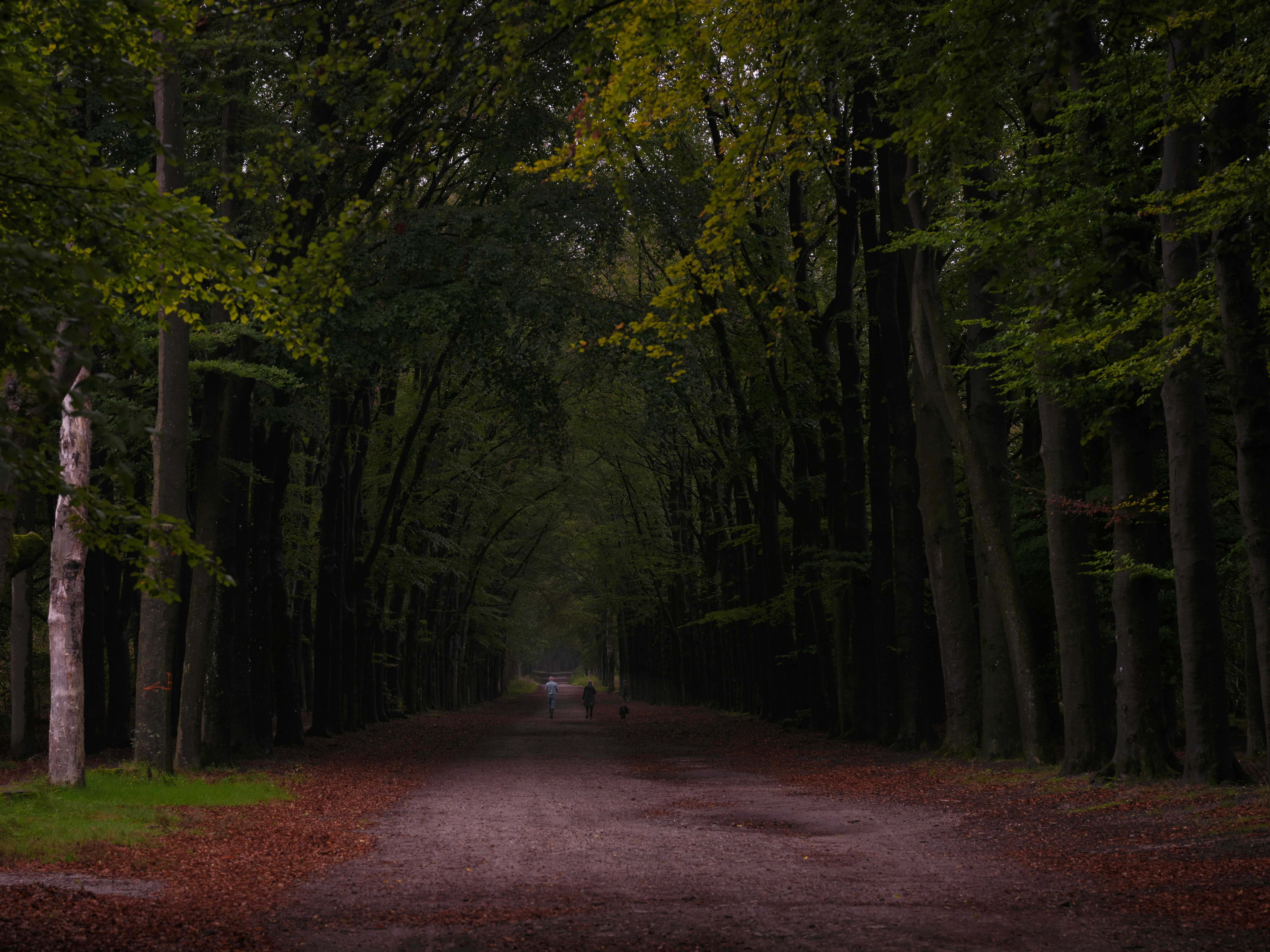 Misted forest avenue fading into distant light