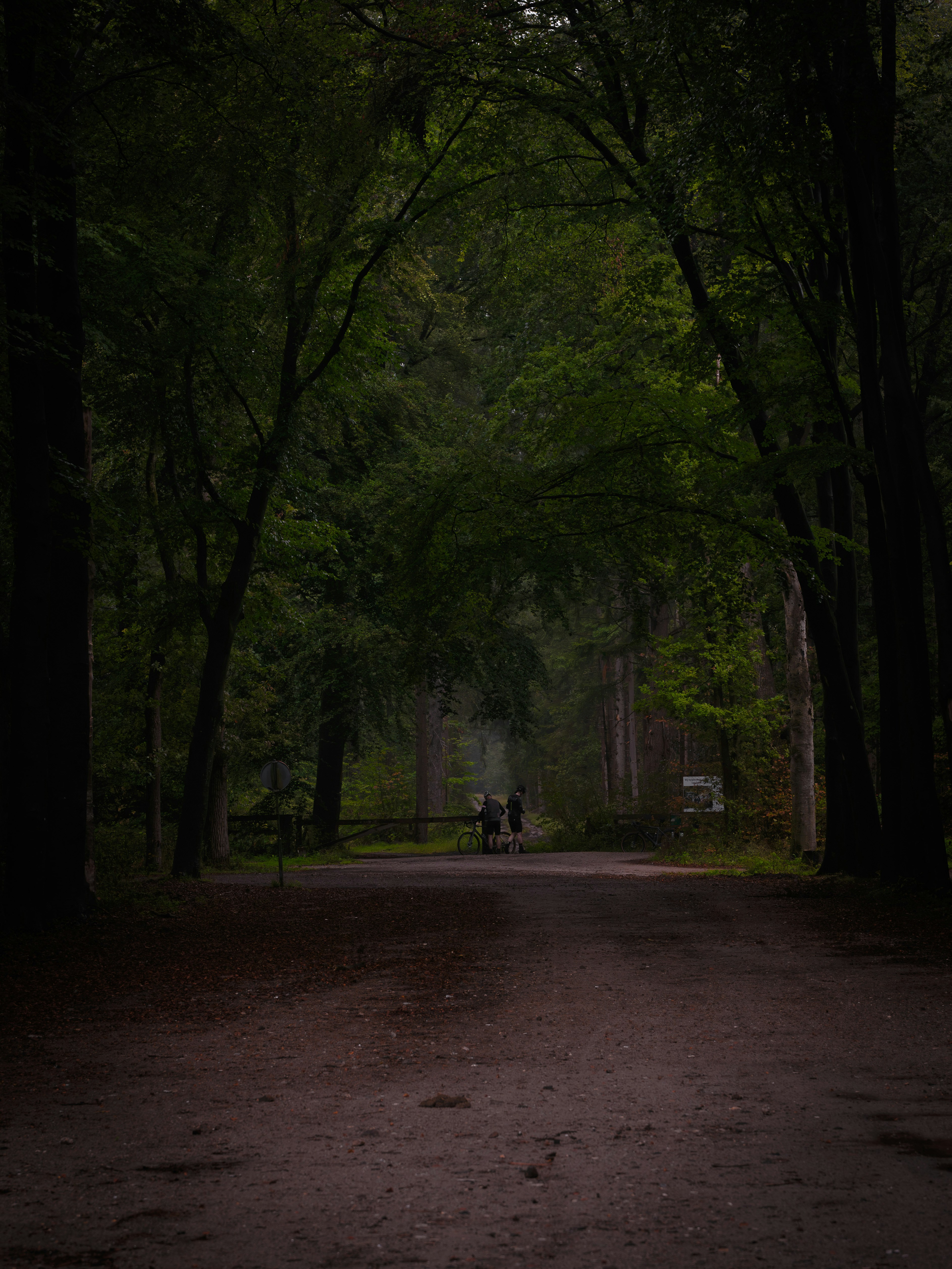 A Quiet Arc: Pathway Through the Forest Dawn