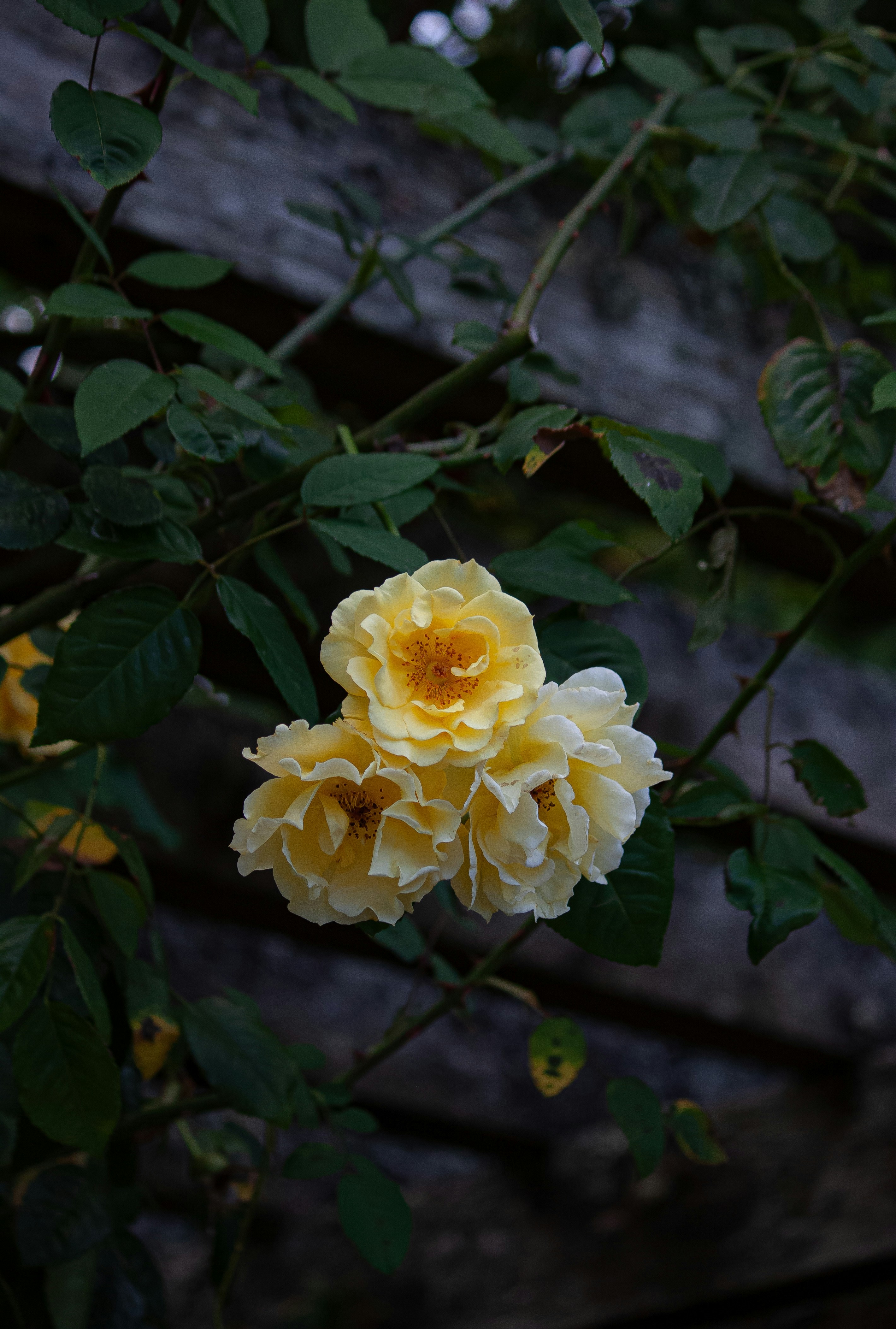 A cluster of pale yellow roses stands out against dark garden foliage and a weathered wooden background, forming the focal point of a moody, intimate still life.