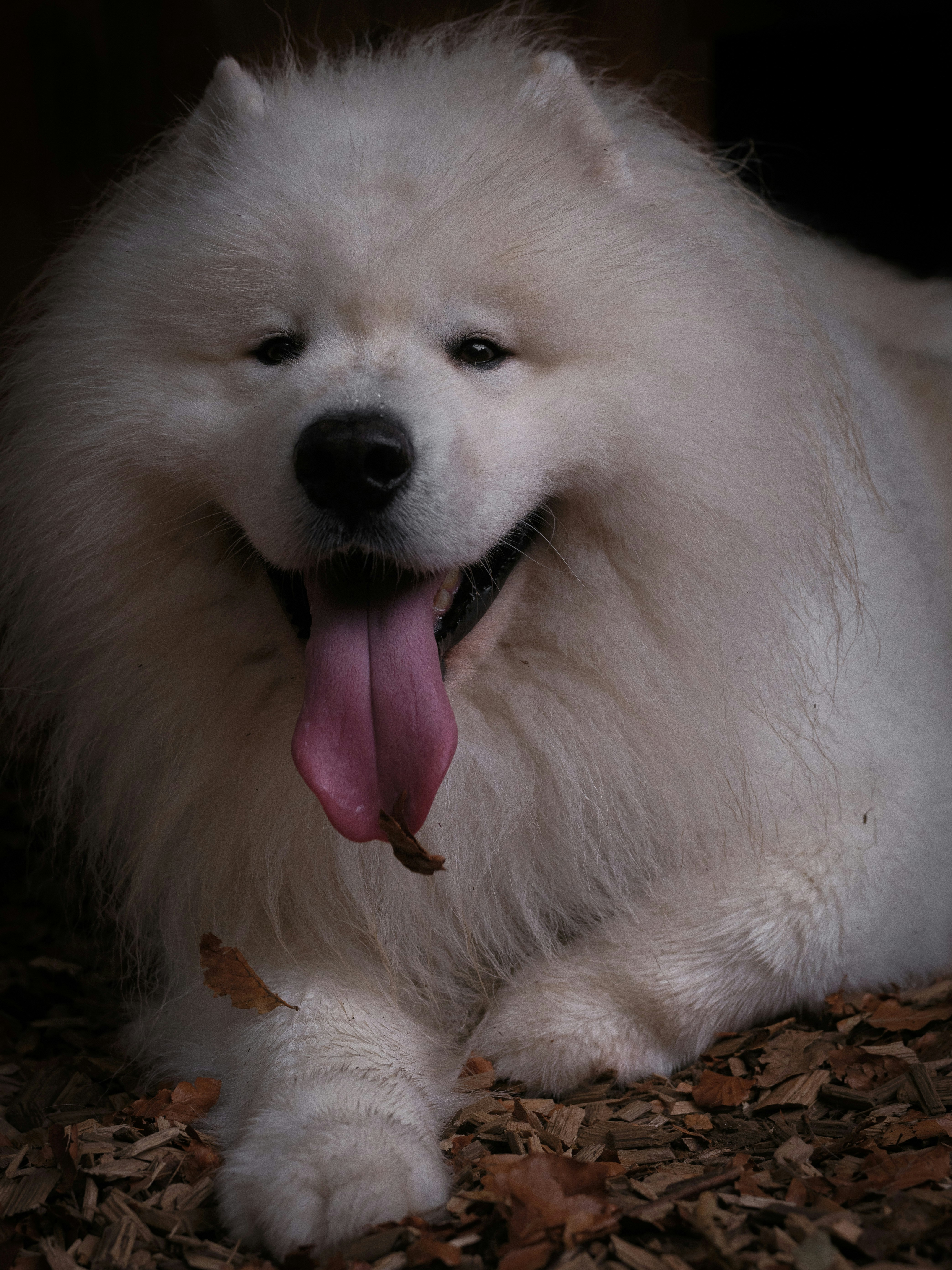 Fluffy Guardian with a Wagging Tongue