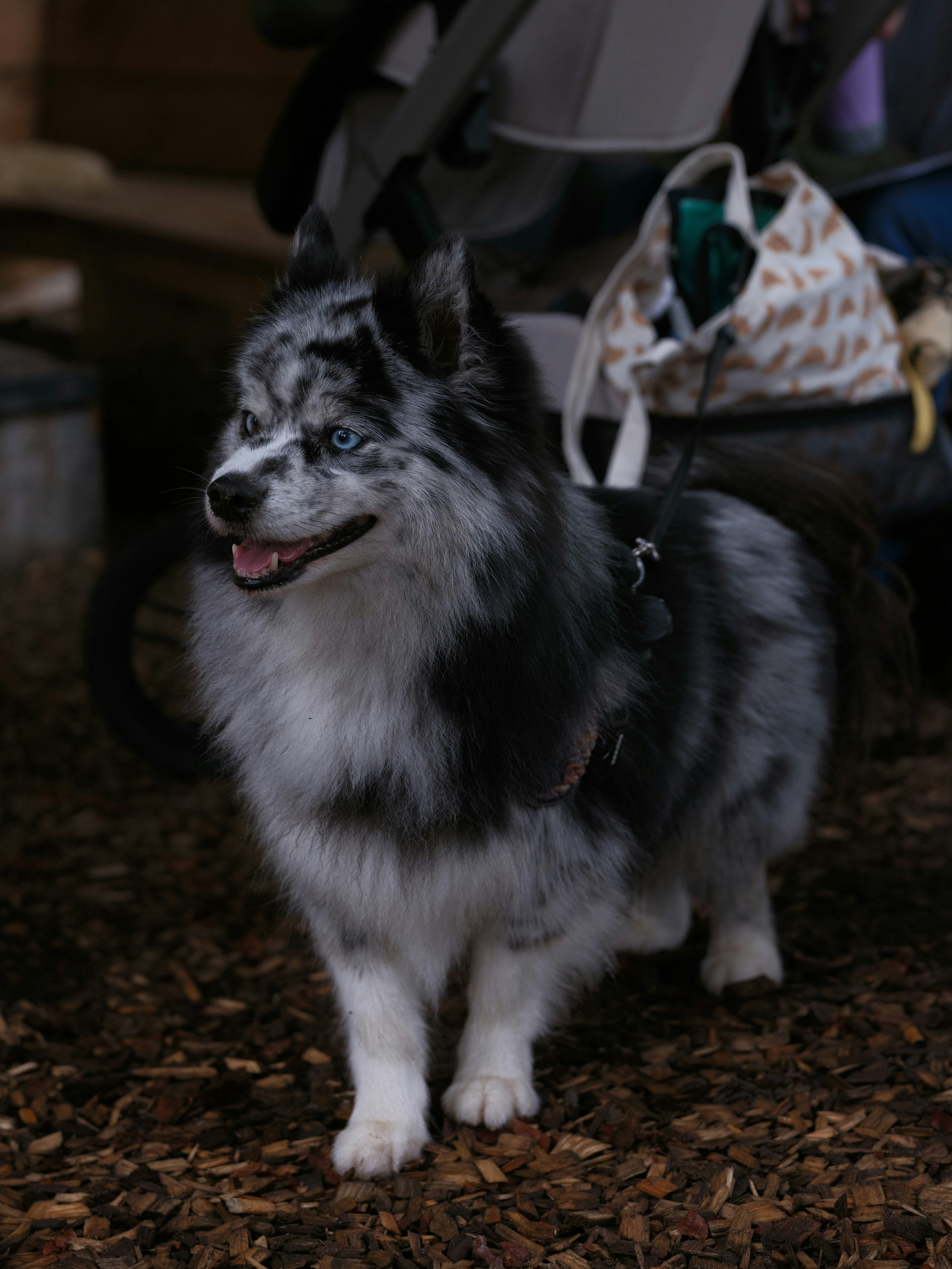 Blue-eyed Husky in a Shaded Yard