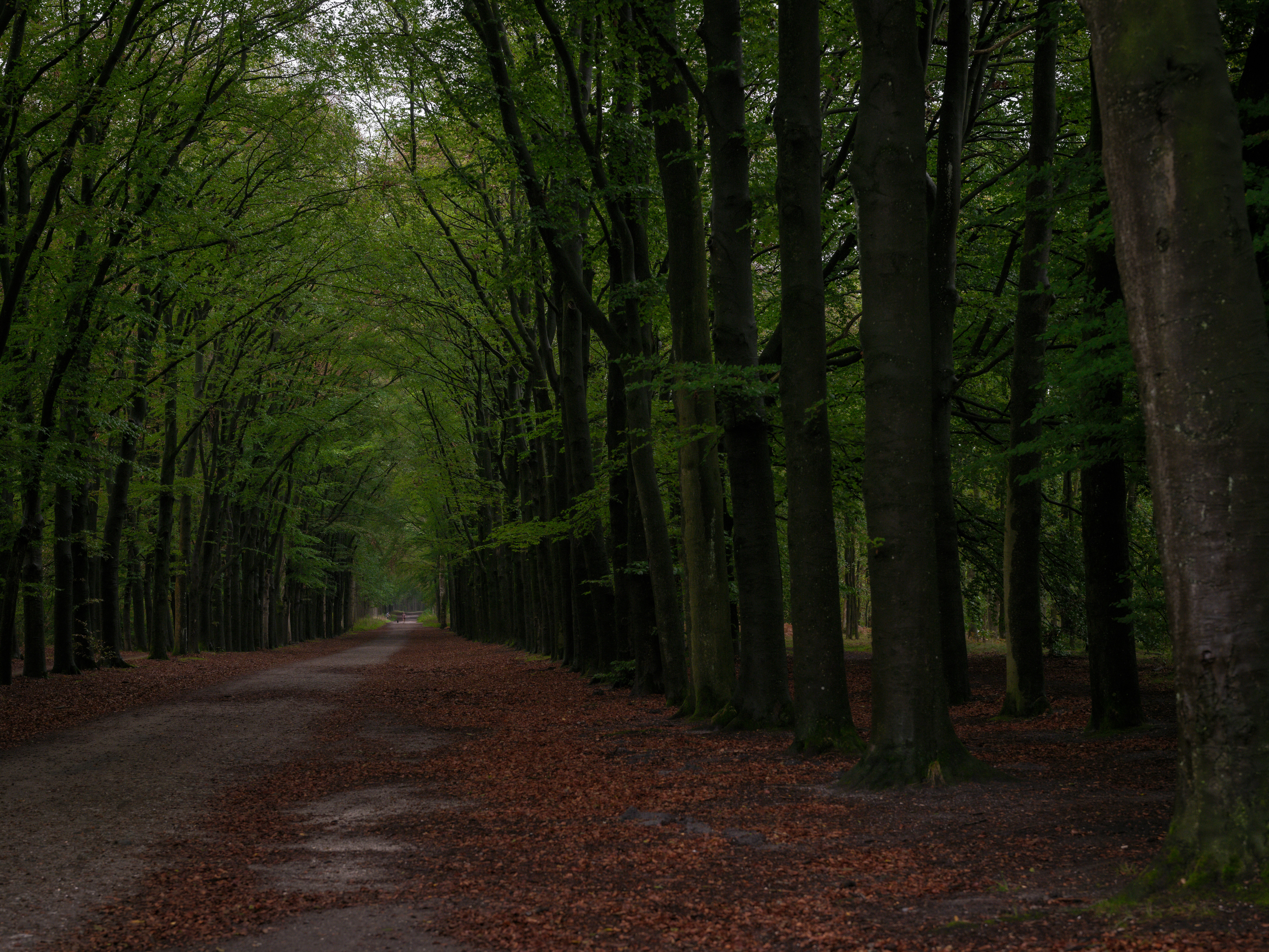 Misty Avenue: A Sunshine-Dappled Forest Path Through Velvet Leaves