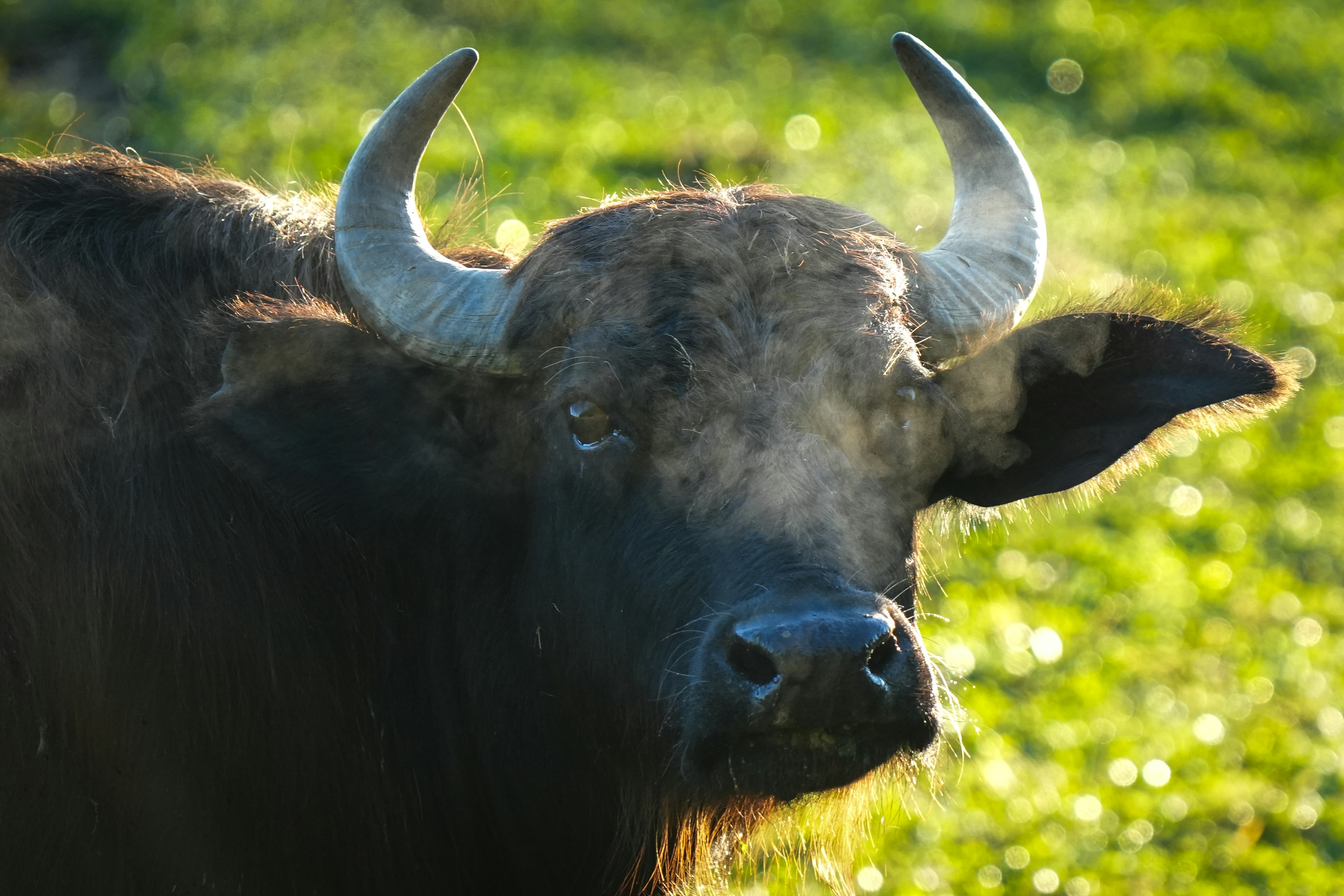Backlit Highland Buoy: A Bull with Moonlit Horns