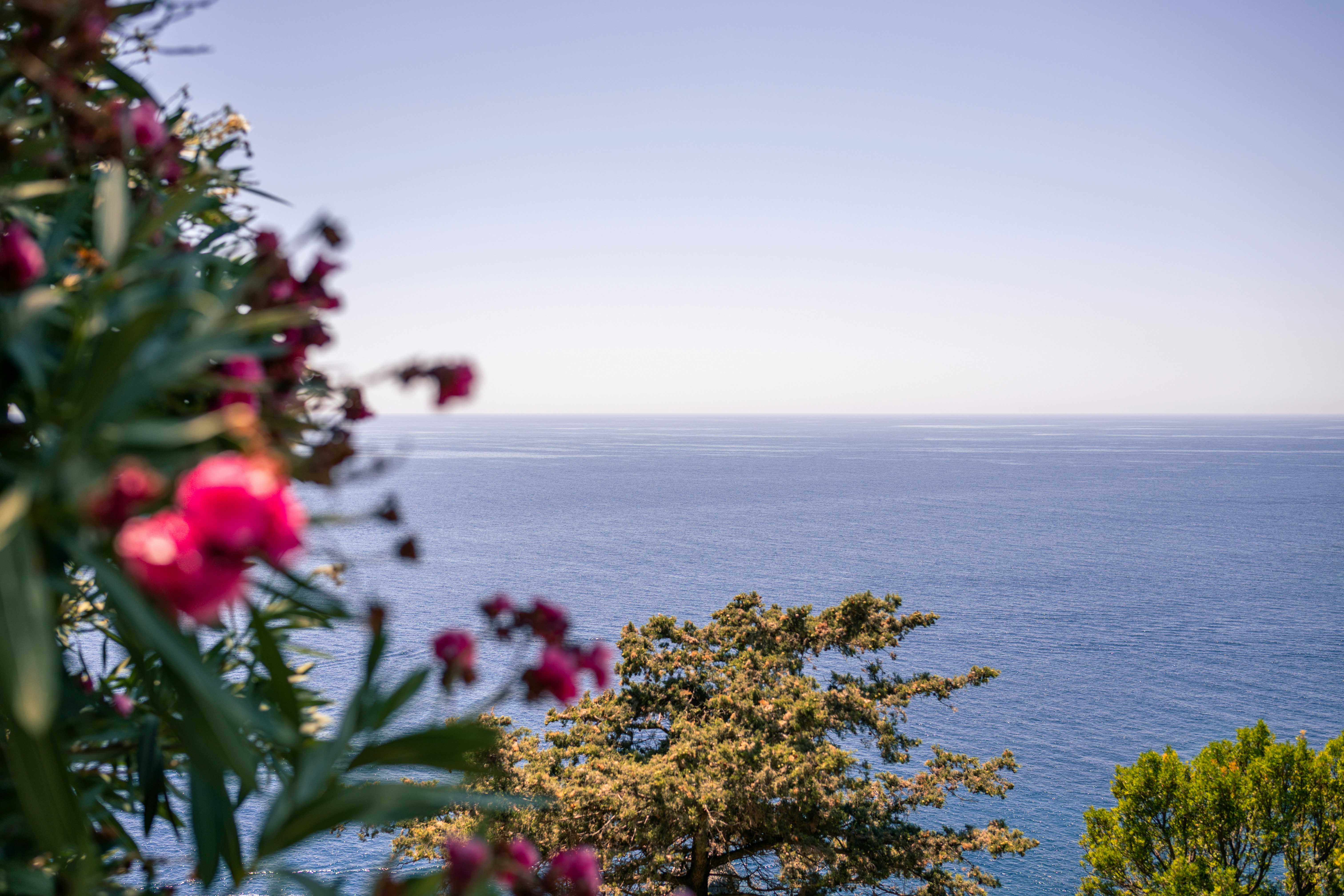 Azure Horizon Over Framed Coastal Flora