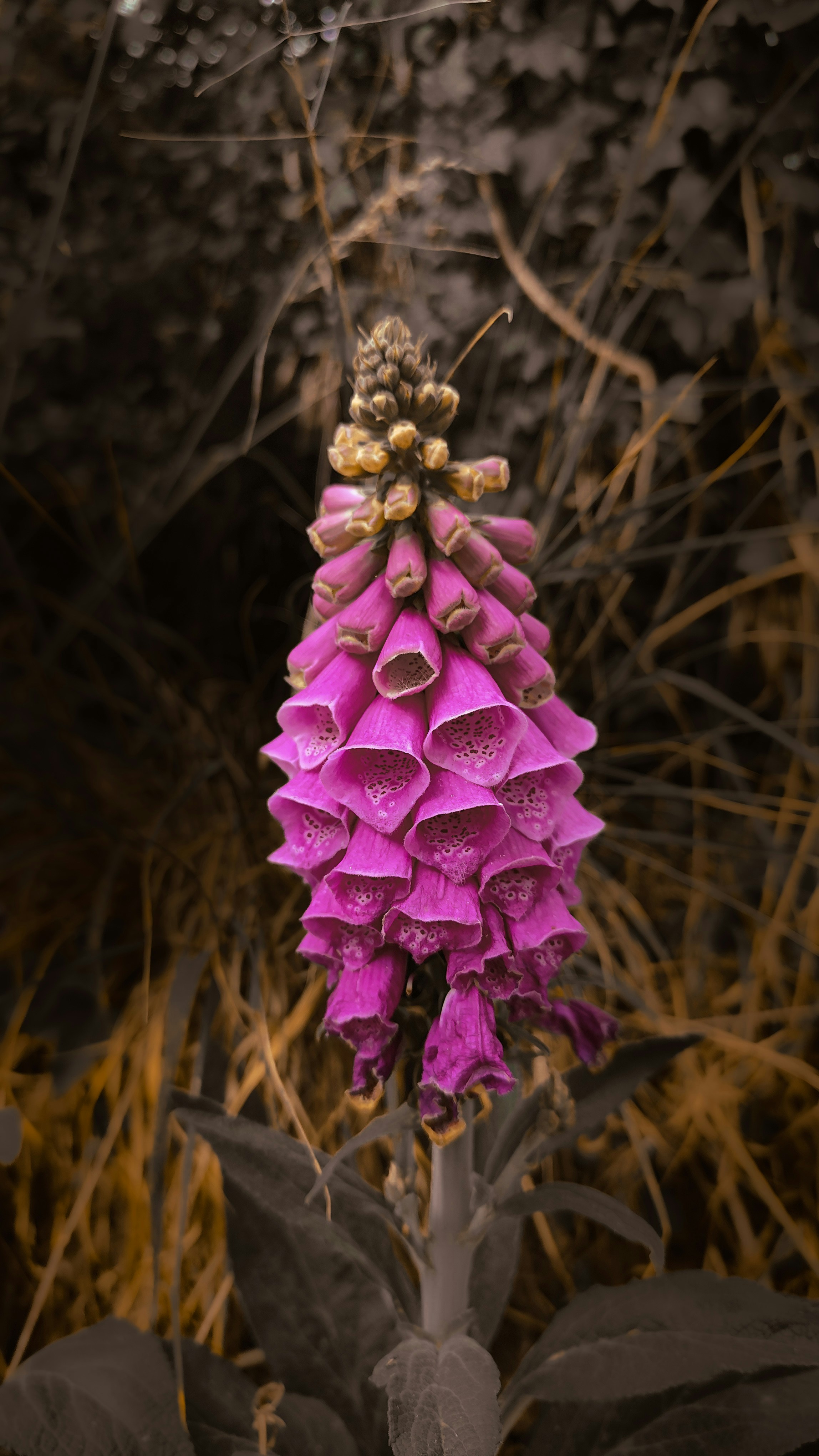 A vibrant purple foxglove flower spike against a dark, muted background