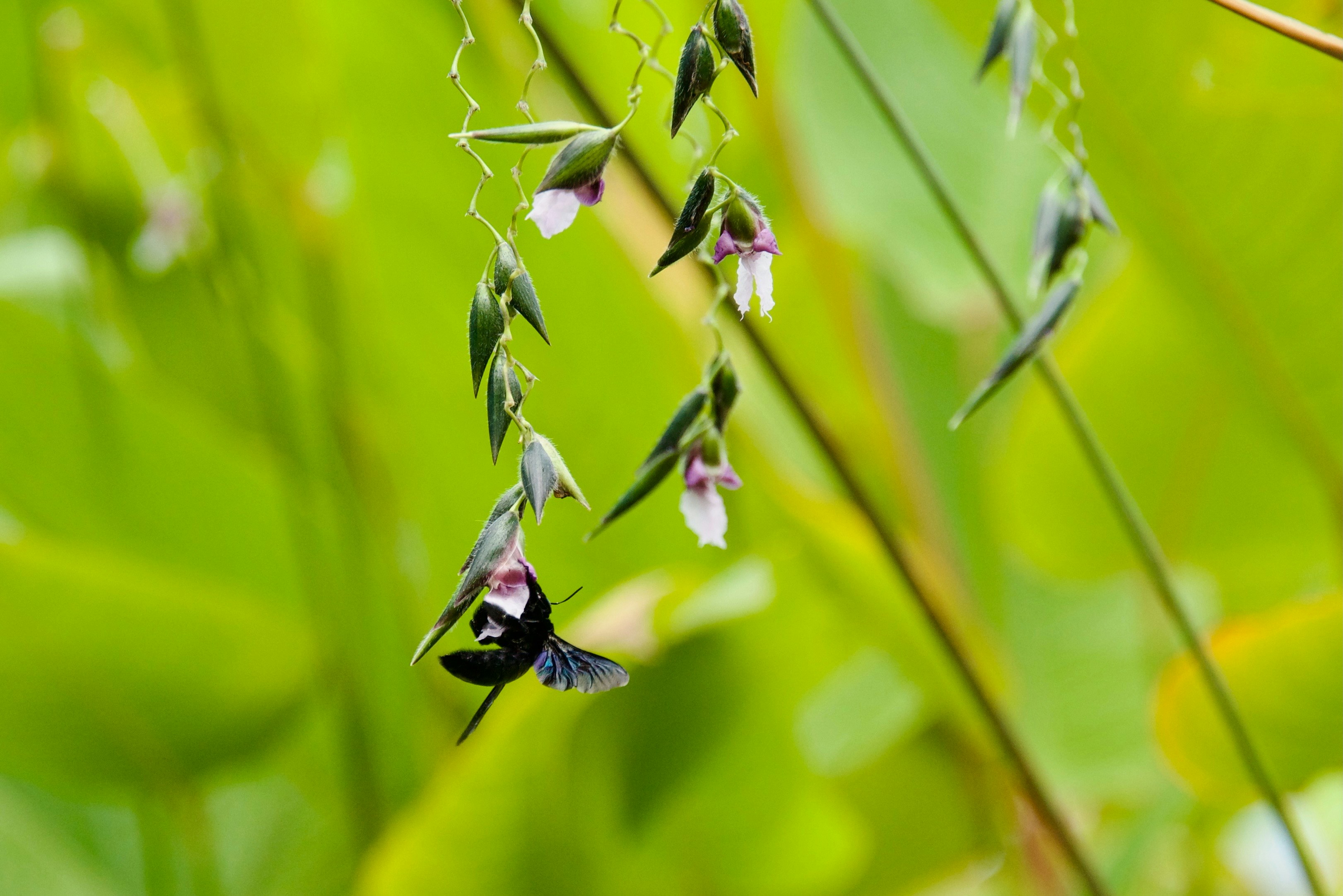 Hummingbird Moss: A Tiny Nectar Chase Among Green Veins