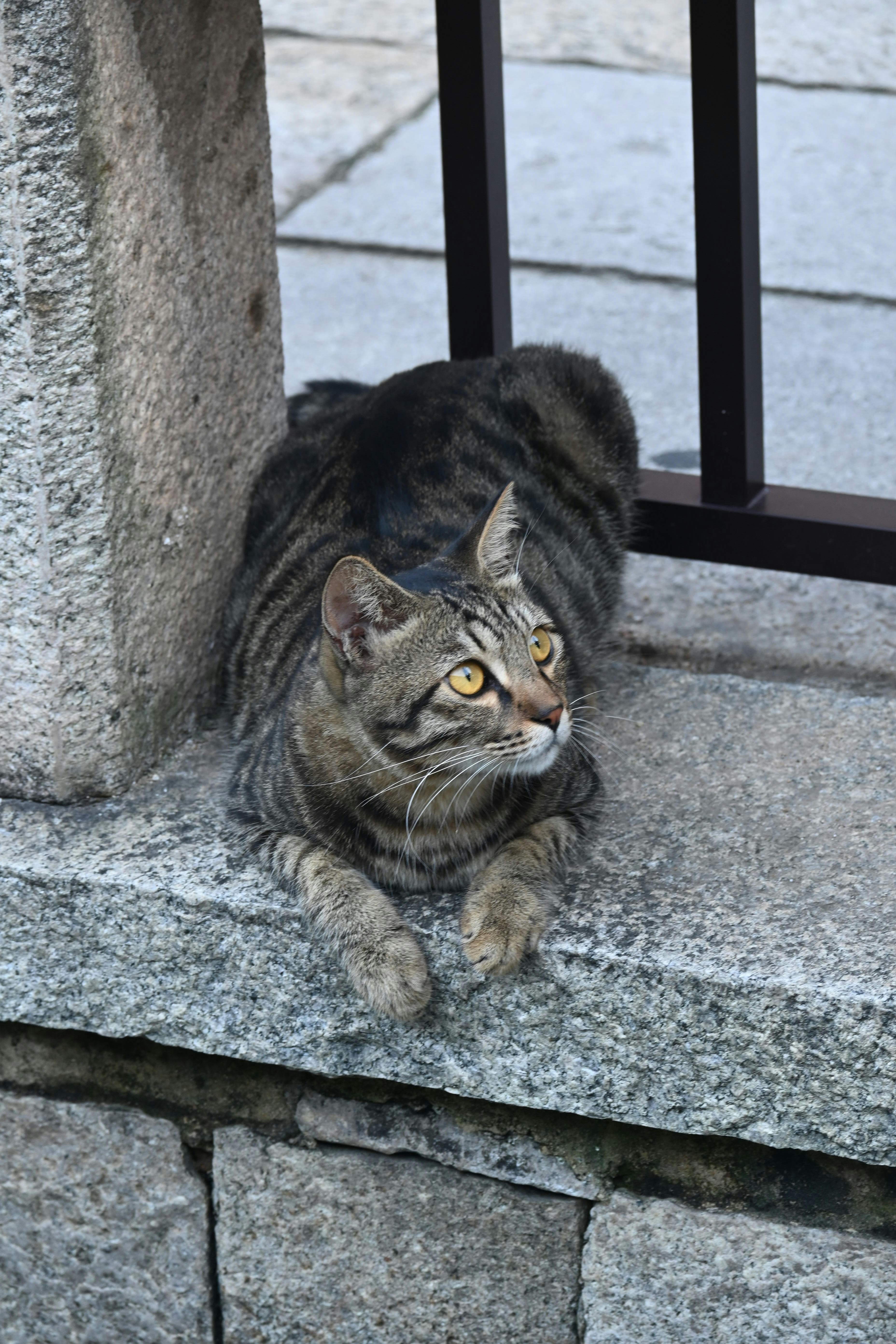Curious Tabby on a Stone Stage by the Rail