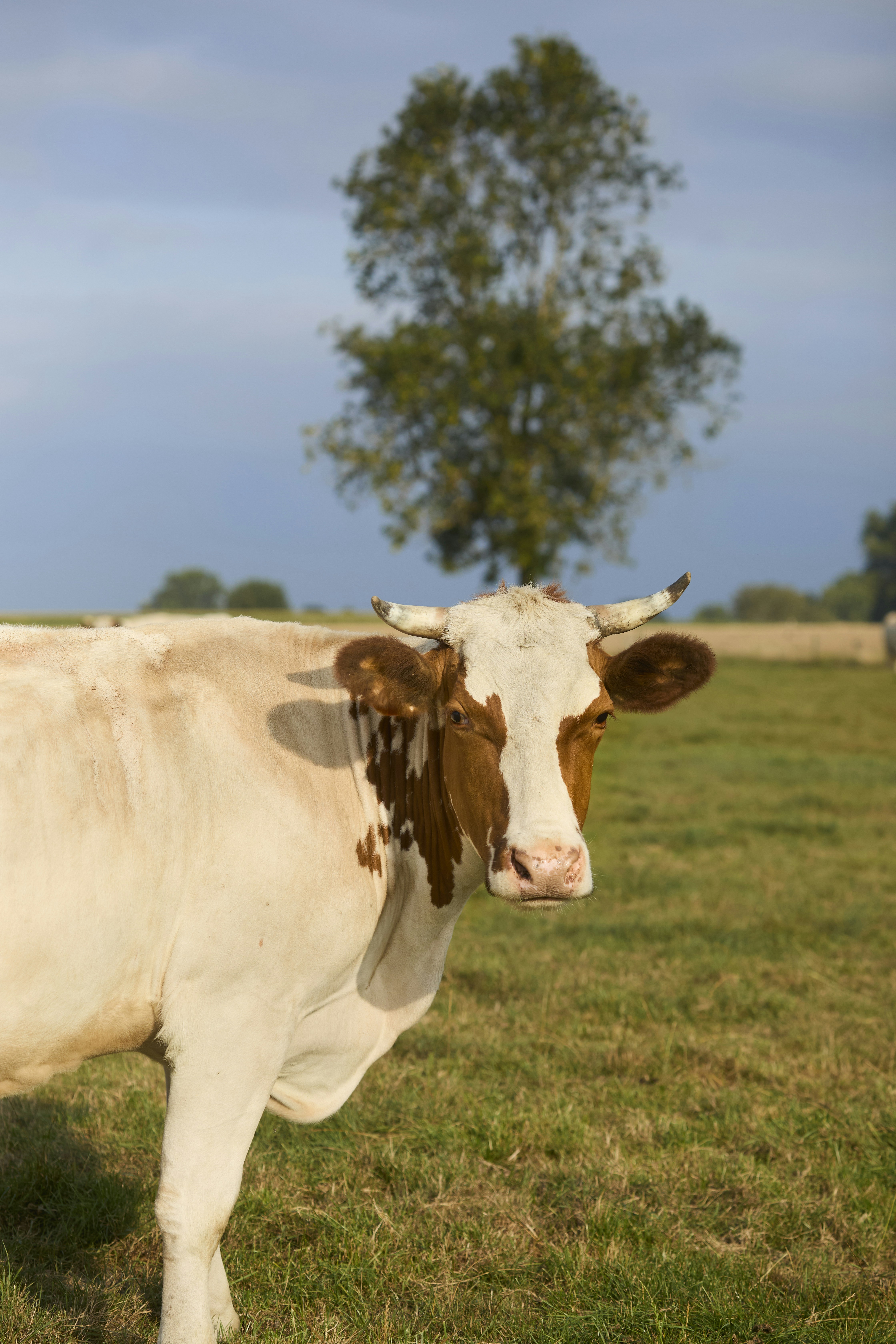 Calm Grazing Portrait: Brown-and-White Crested Cow in Sunlit Field