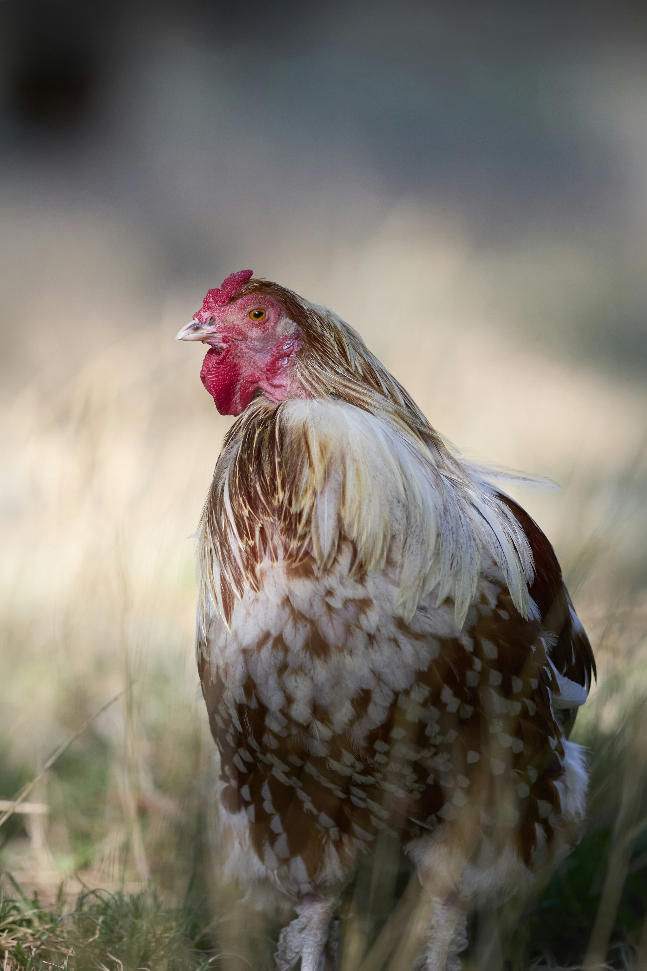 Red Comb, Rustic Quiet: A Hen in Afternoon Light