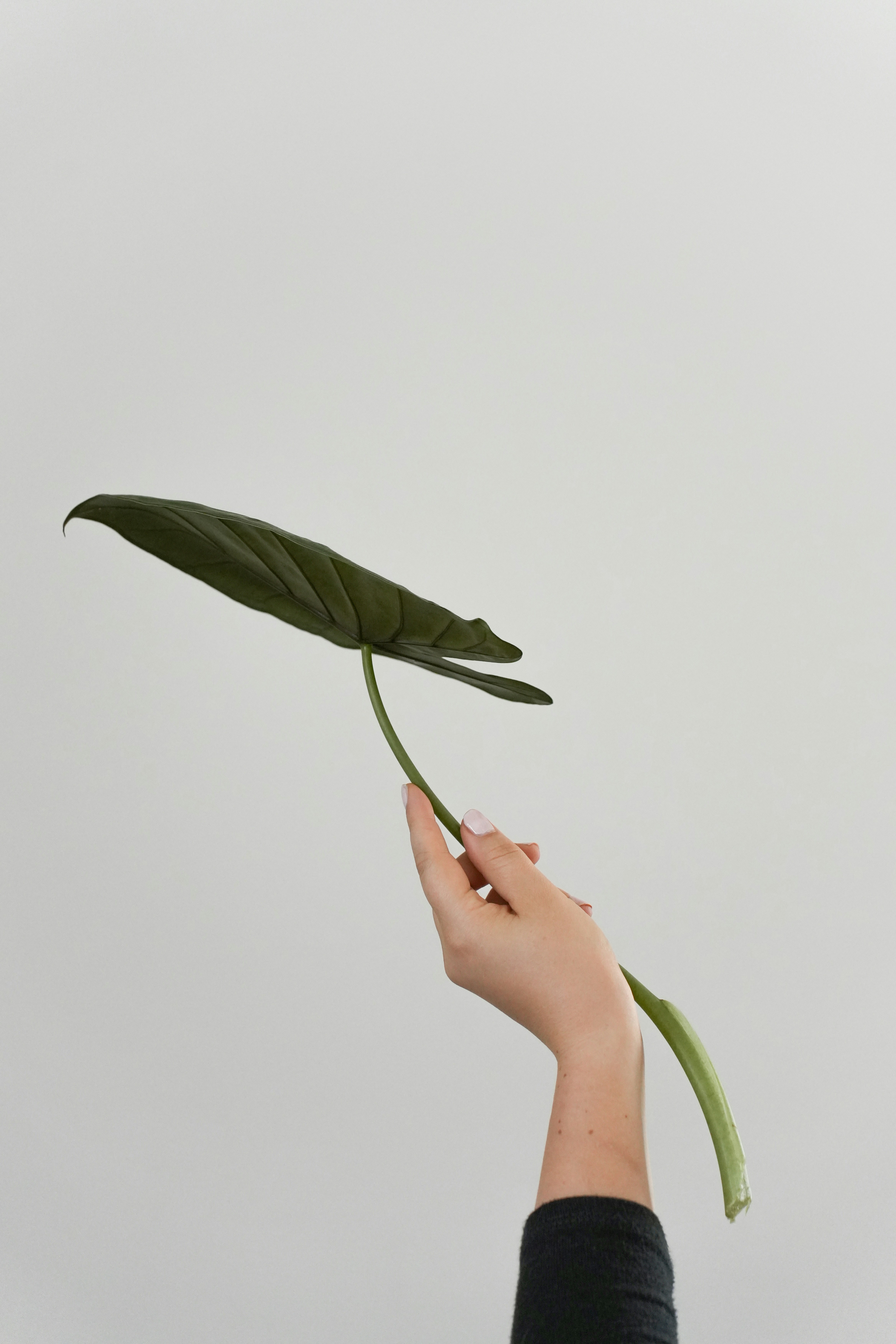 Gentle Lift: A Hand Reaches for a Leaf Against Minimal White