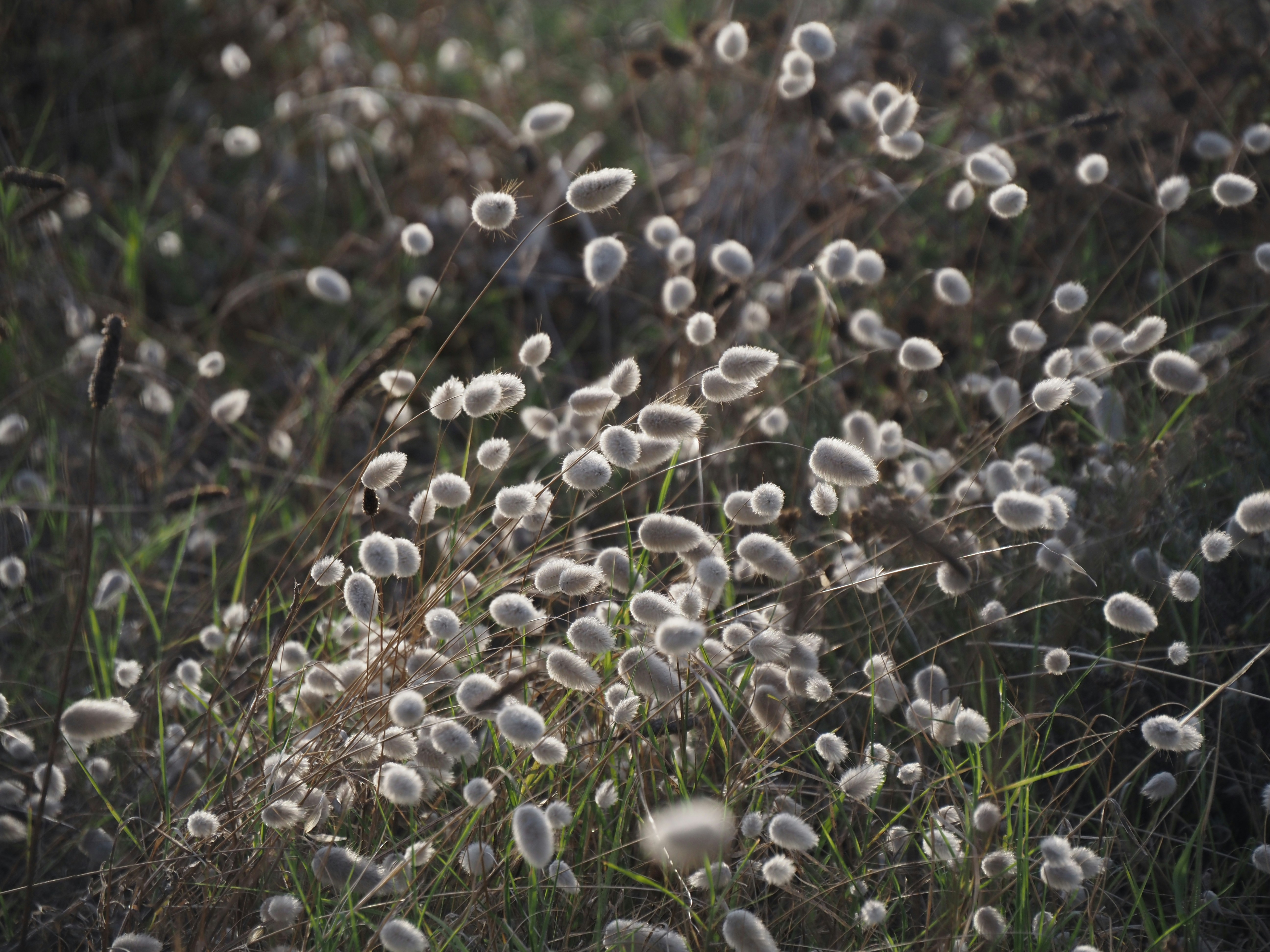 Soft Dormant Ferns: Velvet Seed Heads in Early Light