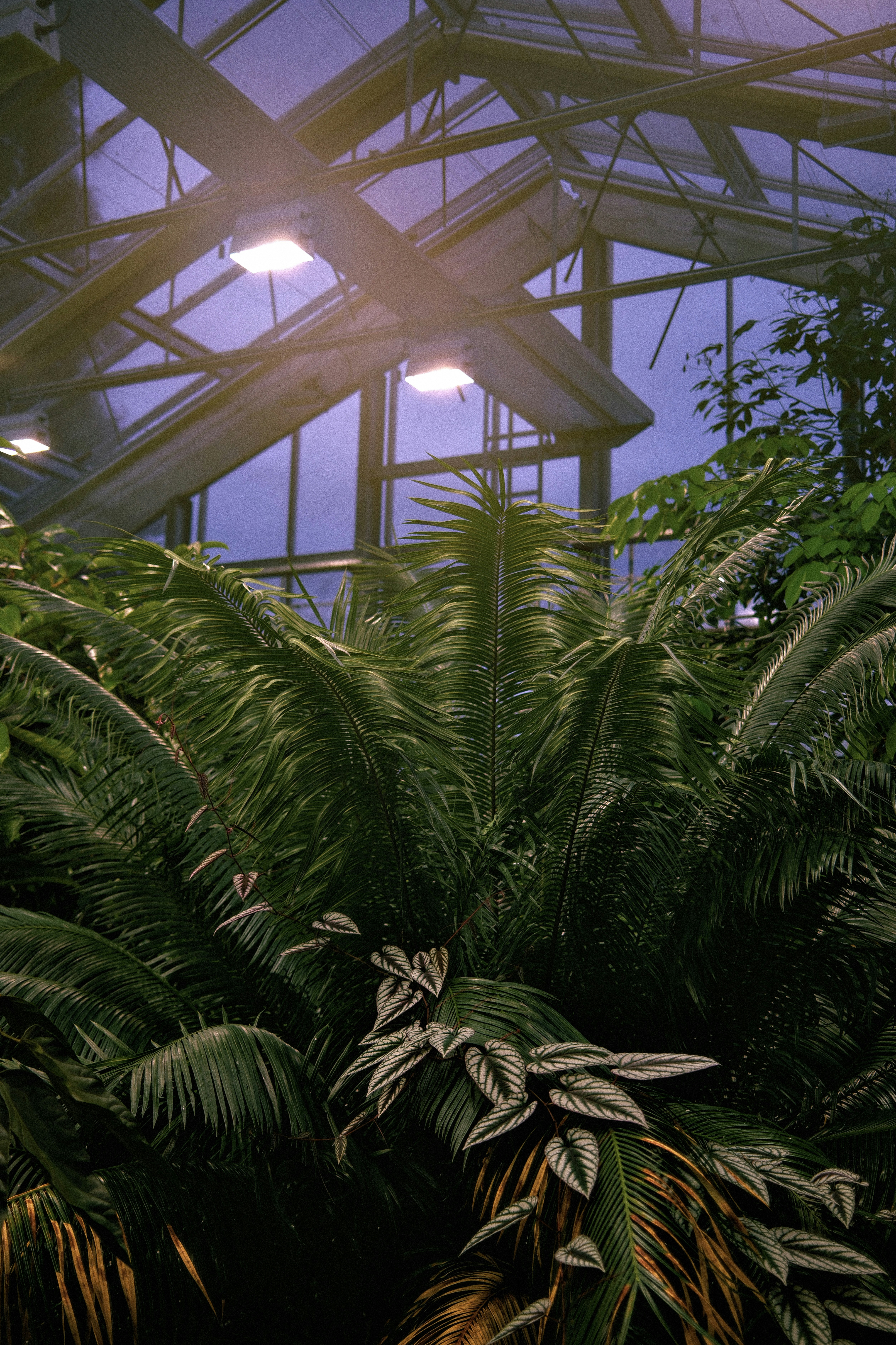 Photo by Nico Evard with Fujifilm X100VI