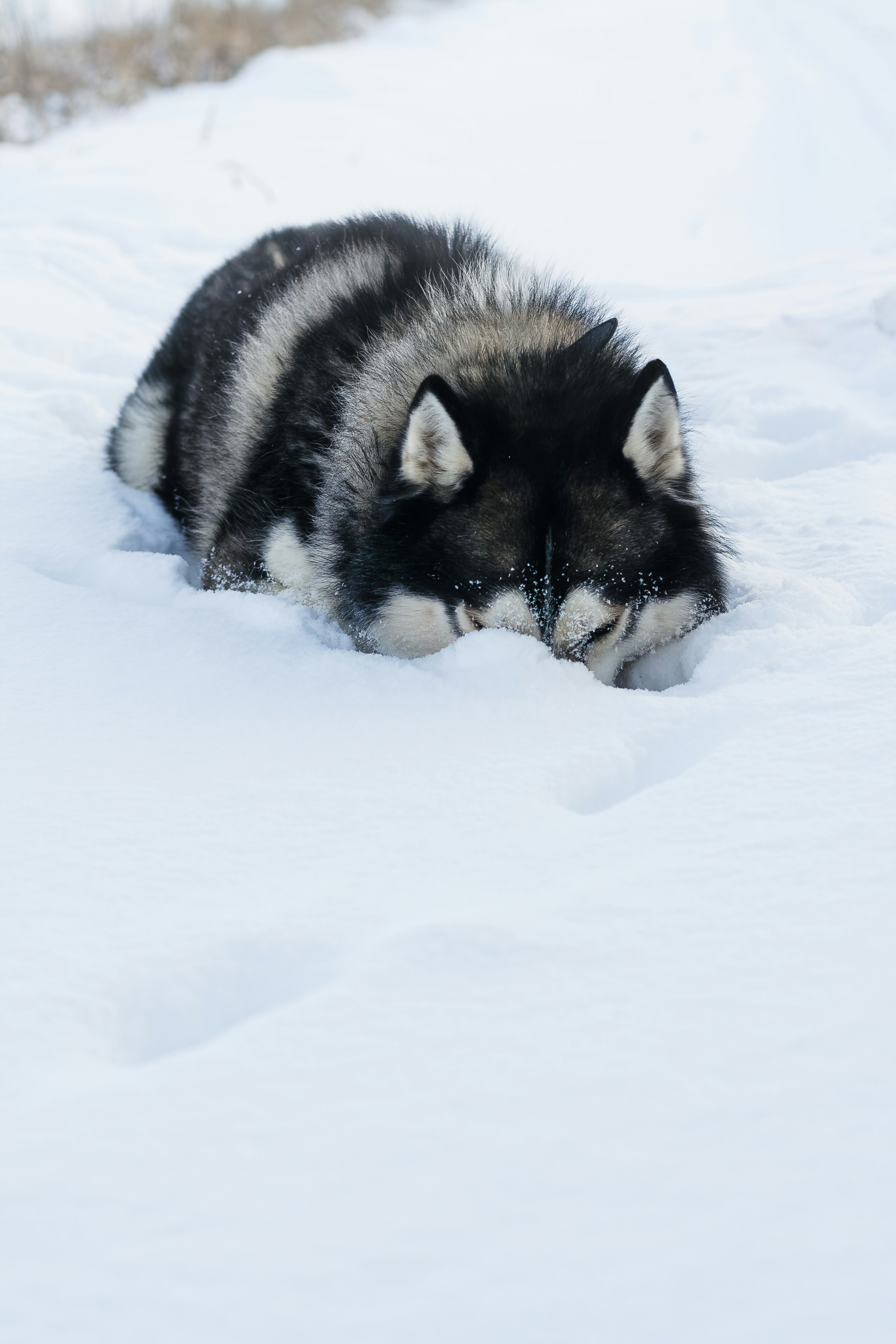 Snowbound Rest: A Husky Nestled in White Silence